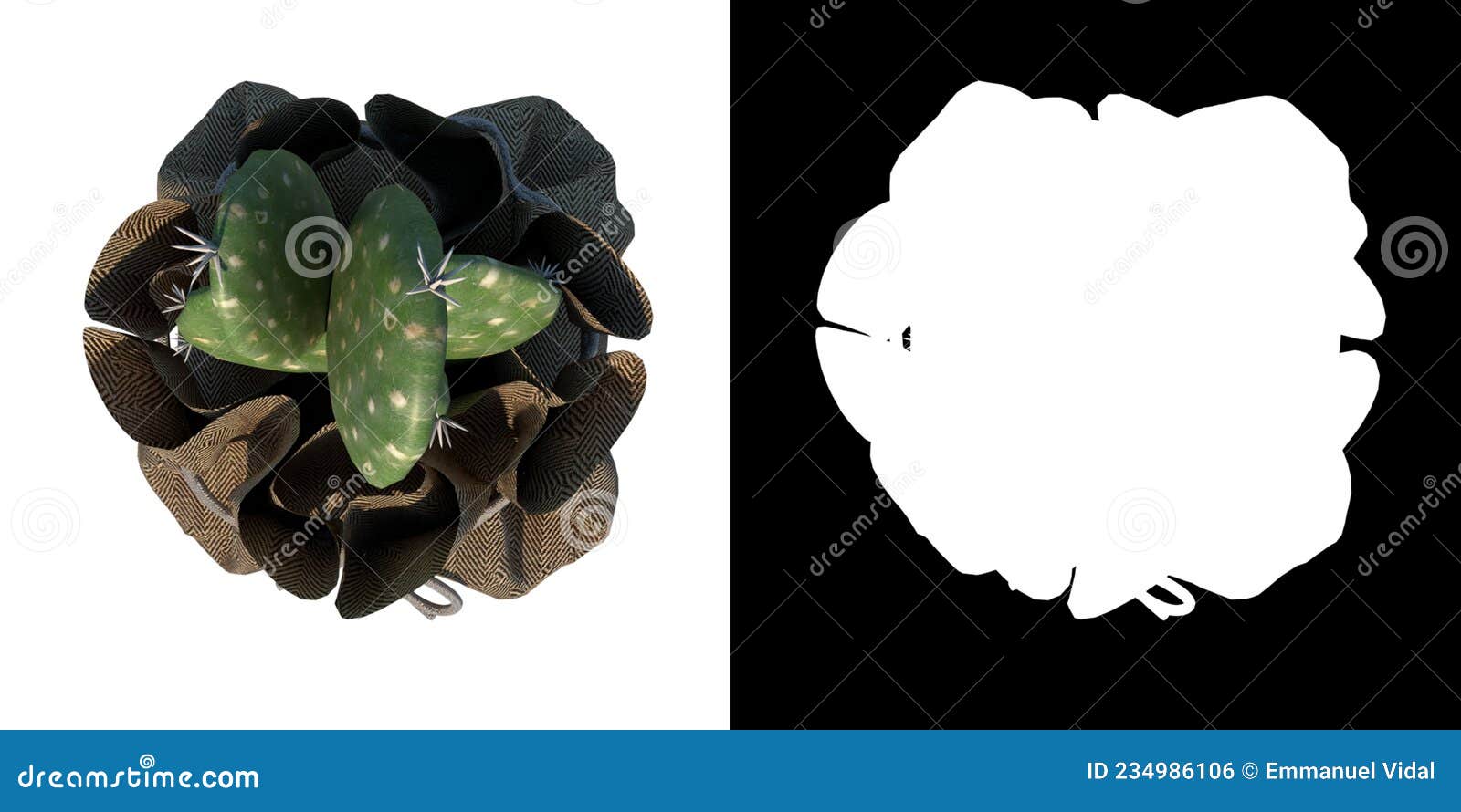 Top View of Plant Cactus 2 Tree White Background 3D Rendering ...