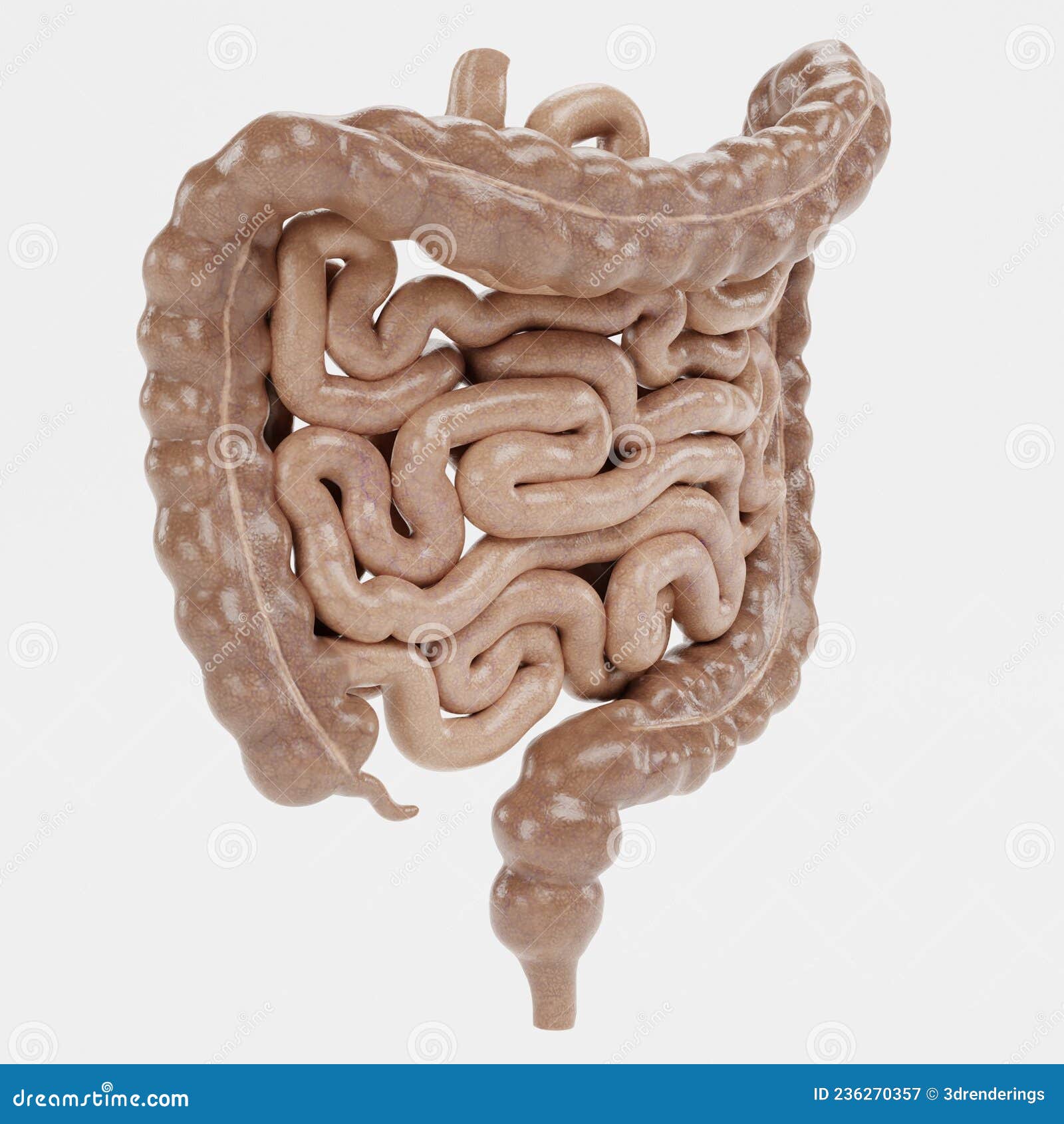 3D Render of Intestines stock illustration. Illustration of large ...