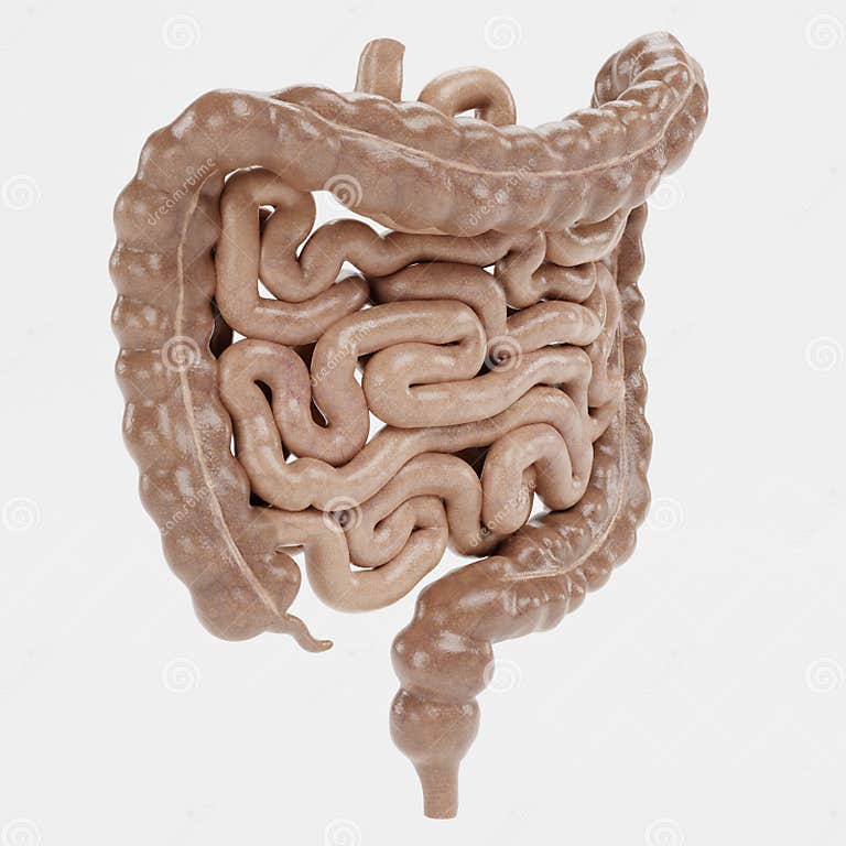 3D Render of Intestines stock illustration. Illustration of large ...