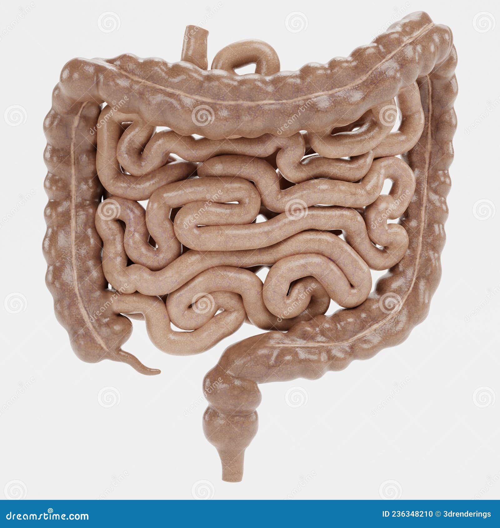 3D Render of Intestines stock illustration. Illustration of stomach ...
