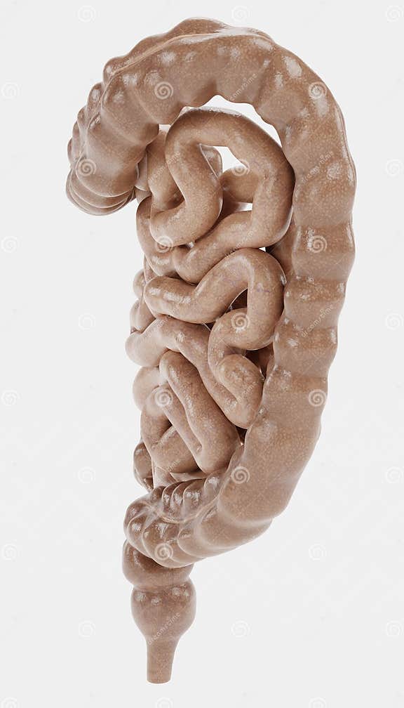 3D Render of Intestines stock illustration. Illustration of intestine ...
