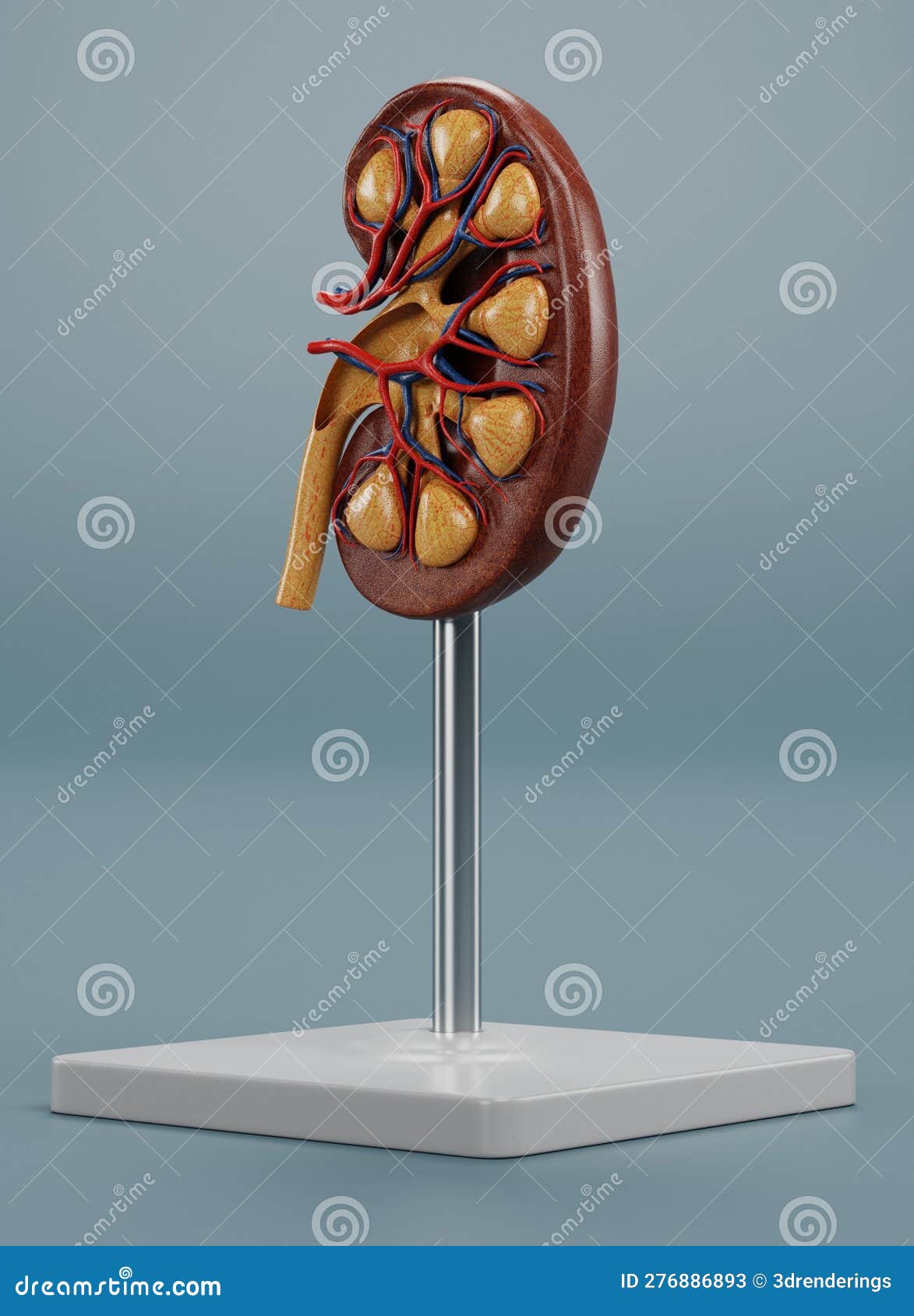 3D Render of Kidney Section Model Stock Illustration - Illustration of ...