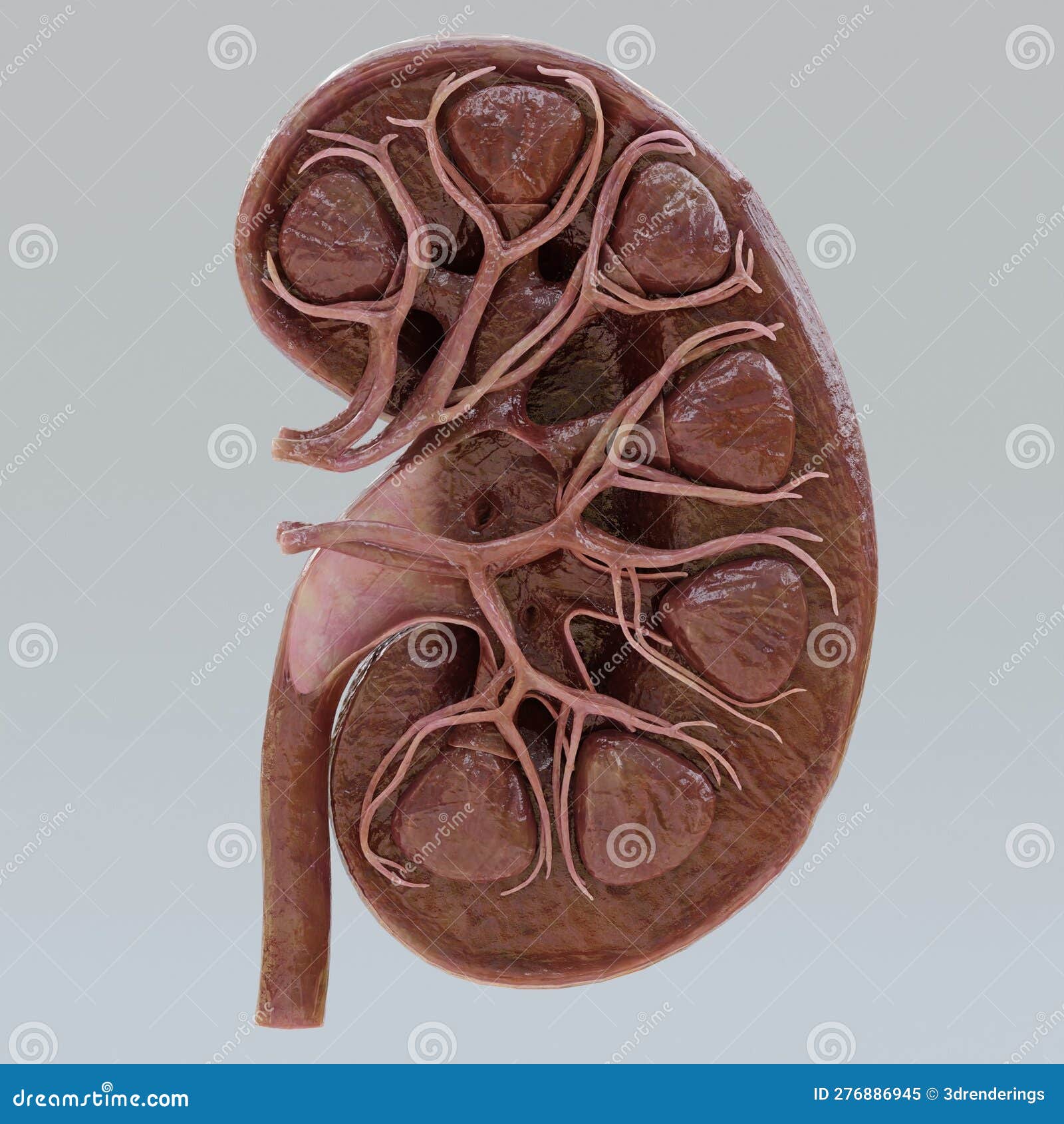 3D Render of Kidney Section Stock Illustration - Illustration of urinal ...