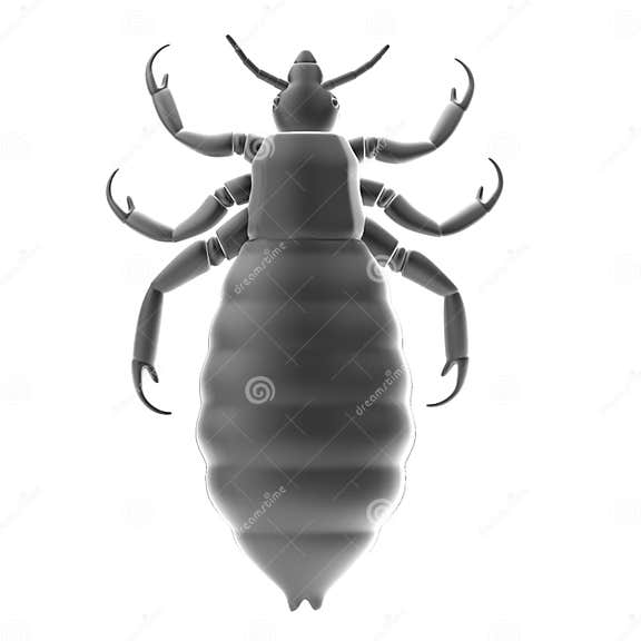 3d render of louse stock illustration. Illustration of lice - 40077907