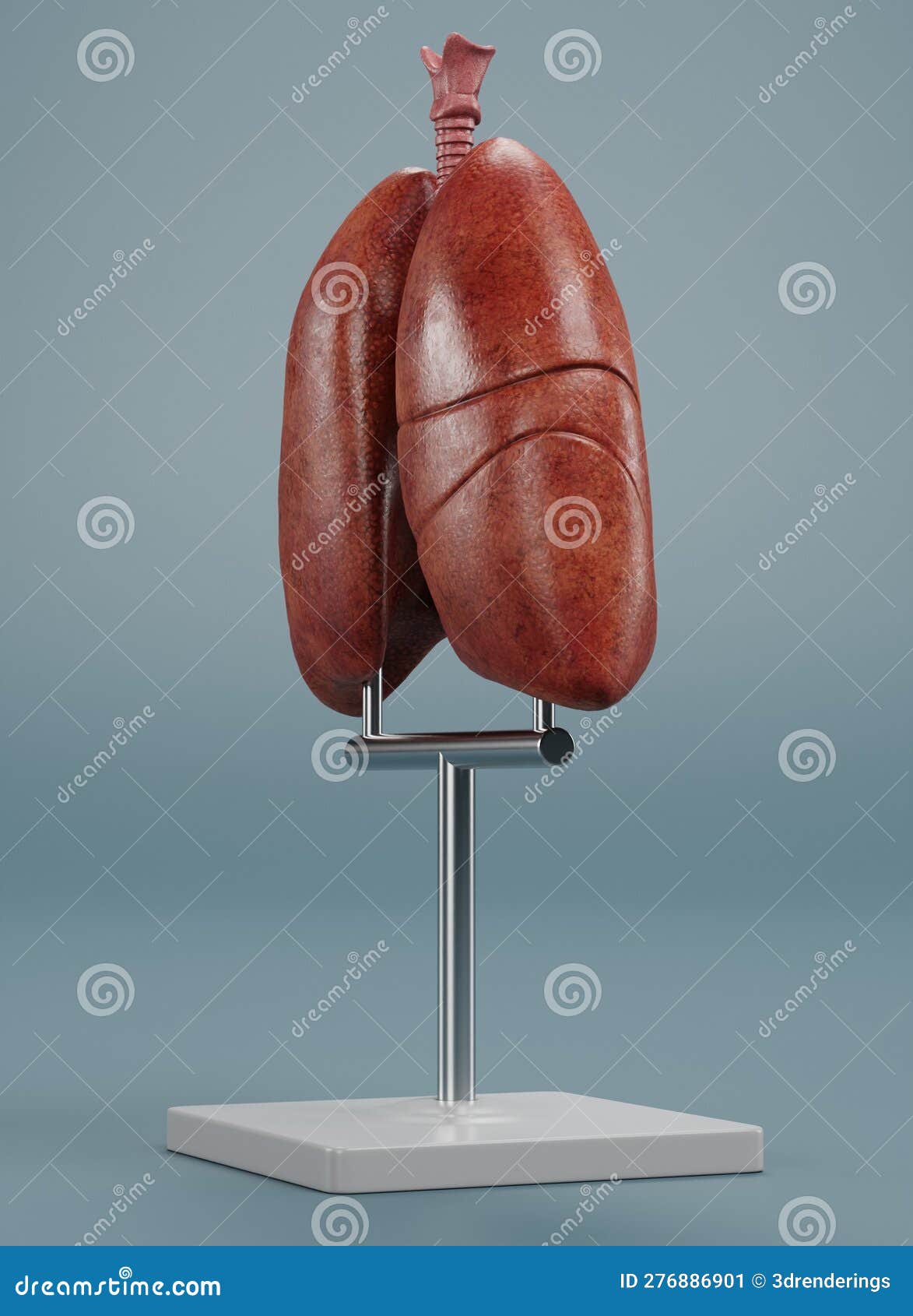 3D Render of Lungs Model stock illustration. Illustration of covid ...