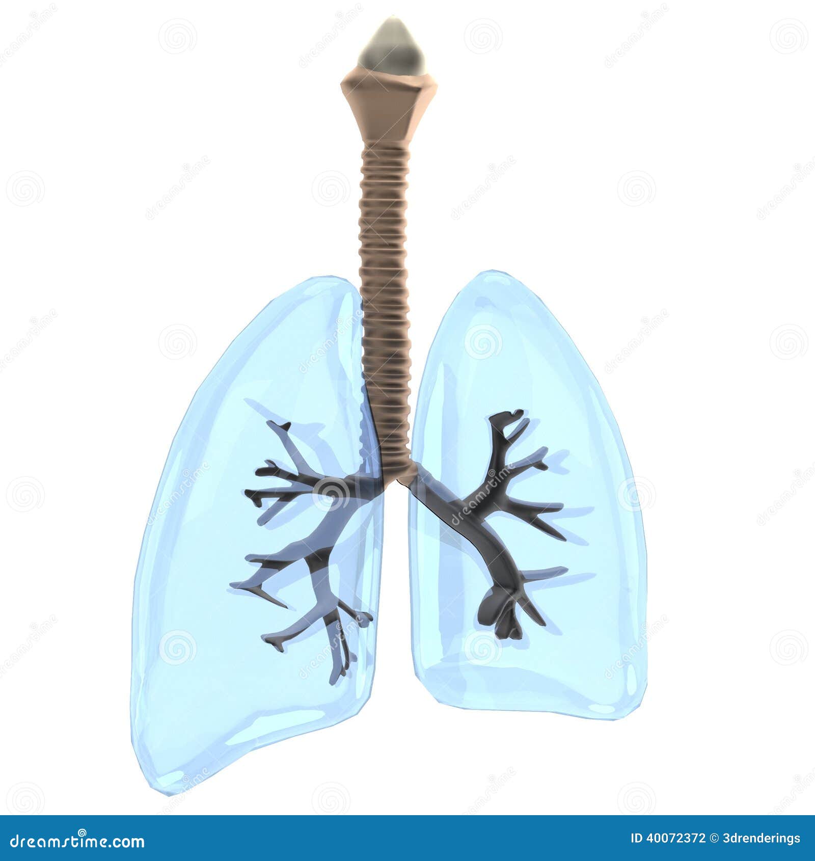 3d render of lungs stock illustration. Illustration of respiratory ...