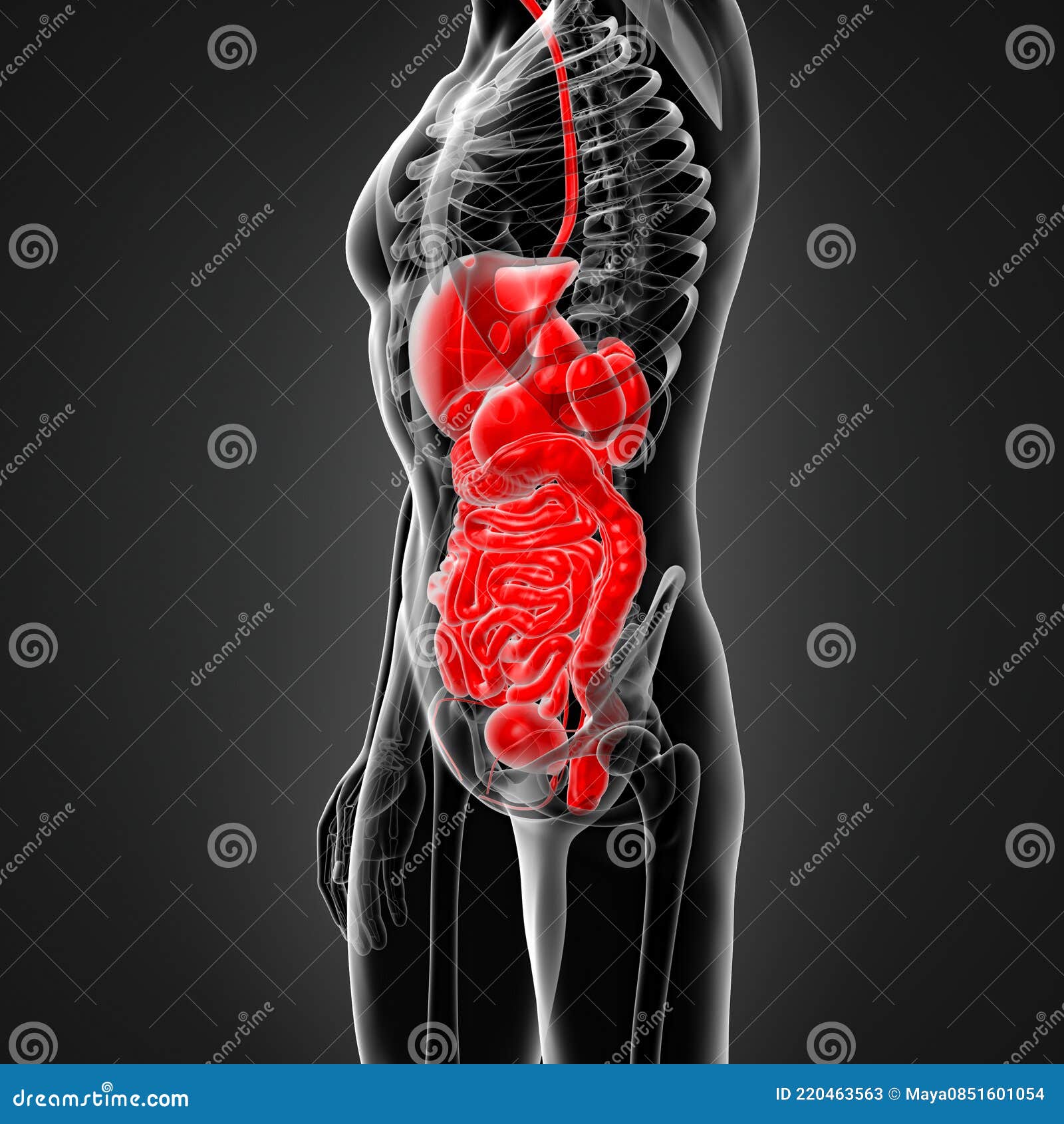 3d Rendered Illustration of Digestive System Stock Illustration ...