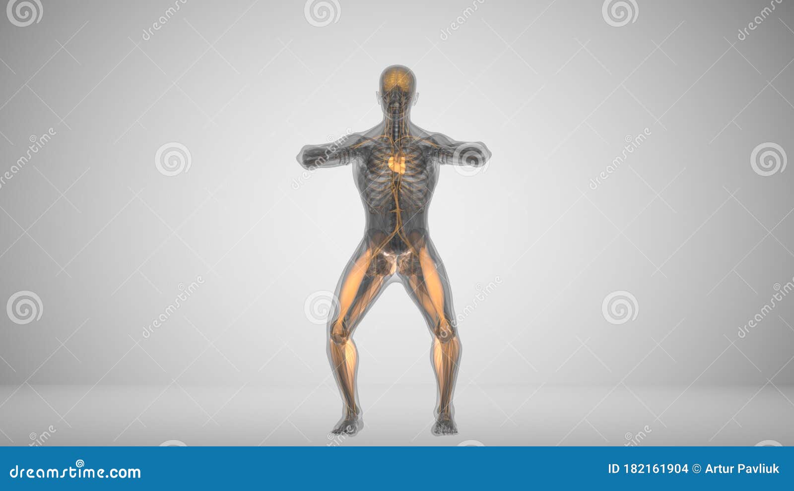 3d Render of a Man Doing Squats with Backlighting Muscles Stock ...