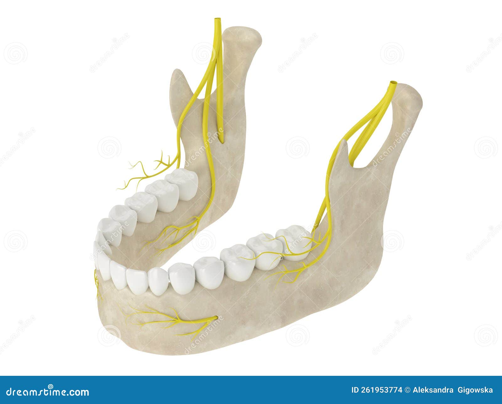3d Render of Mandibular Arch with Nerves Stock Illustration ...