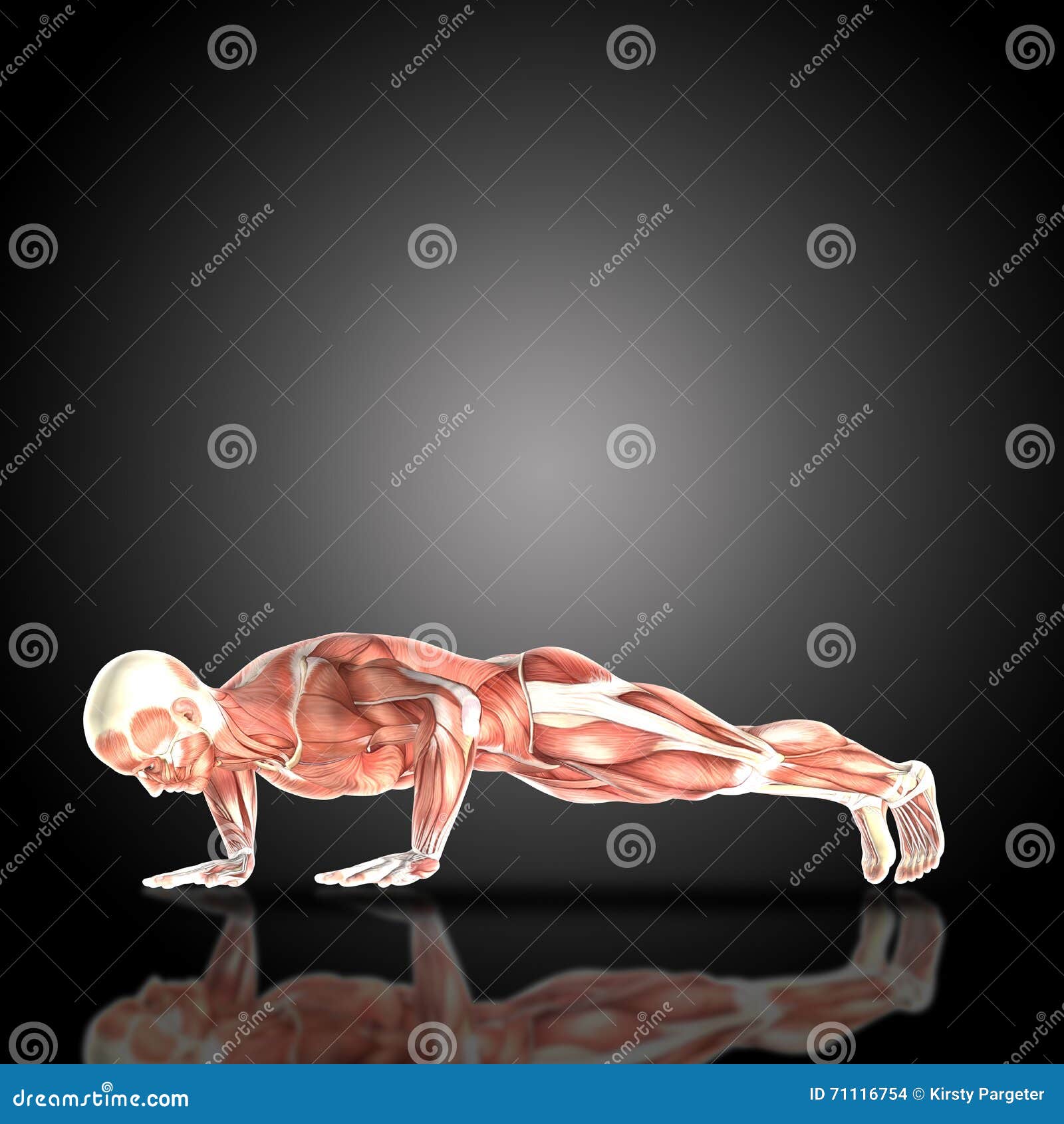 3D Render of a Medical Figure with Muscle Map in Press Up Pose Stock ...