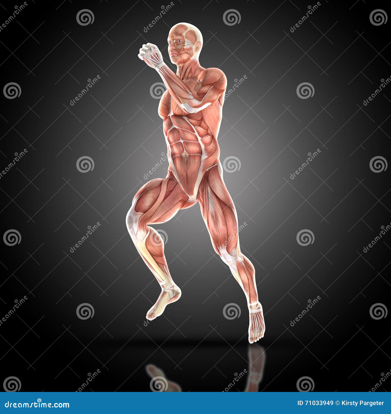 3D Render of a Medical Figure with Muscle Map in Running Pose Stock ...