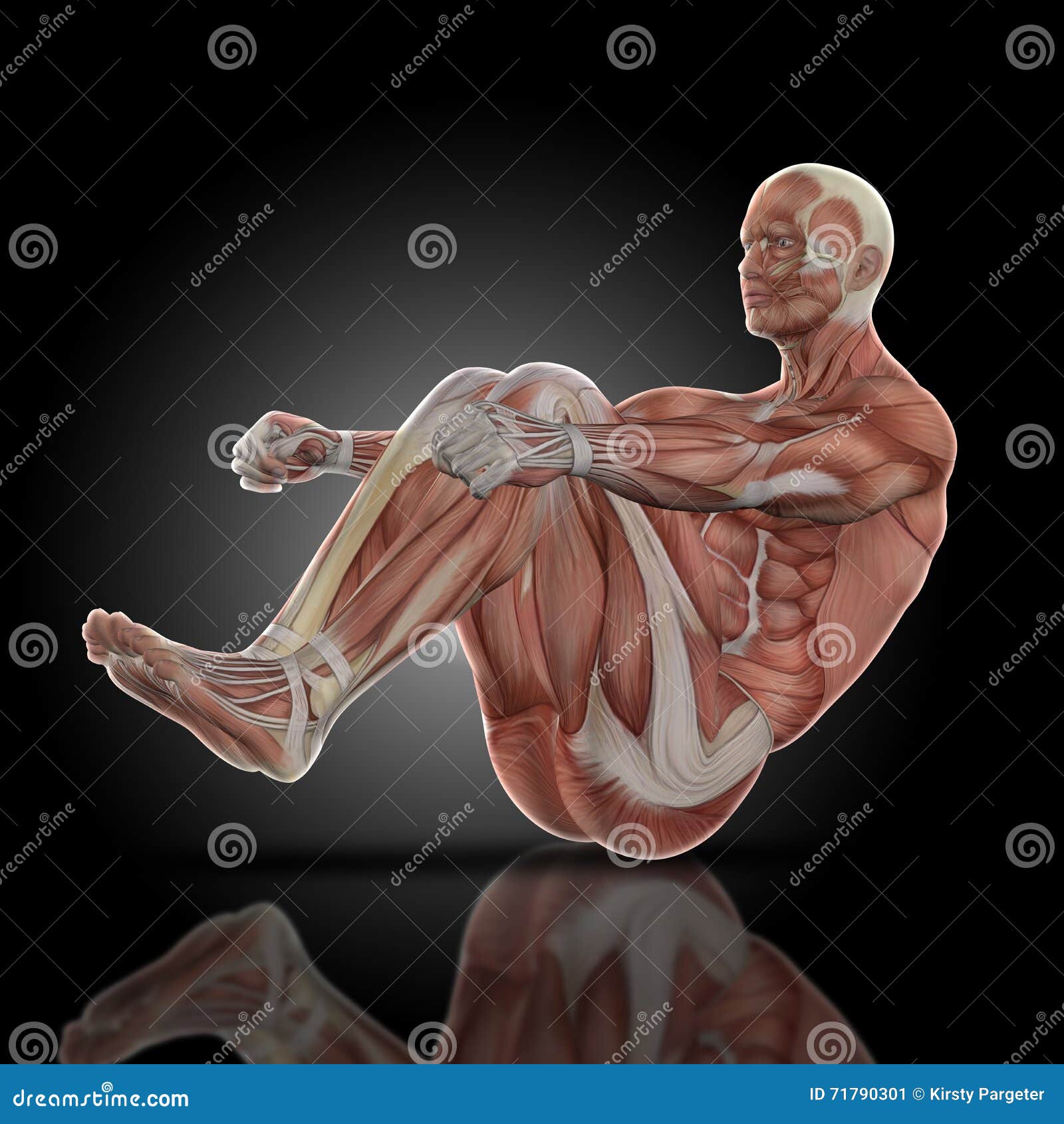 3D Render Of A Medical Figure With Muscle Map In Sit Up Pose Stock ...