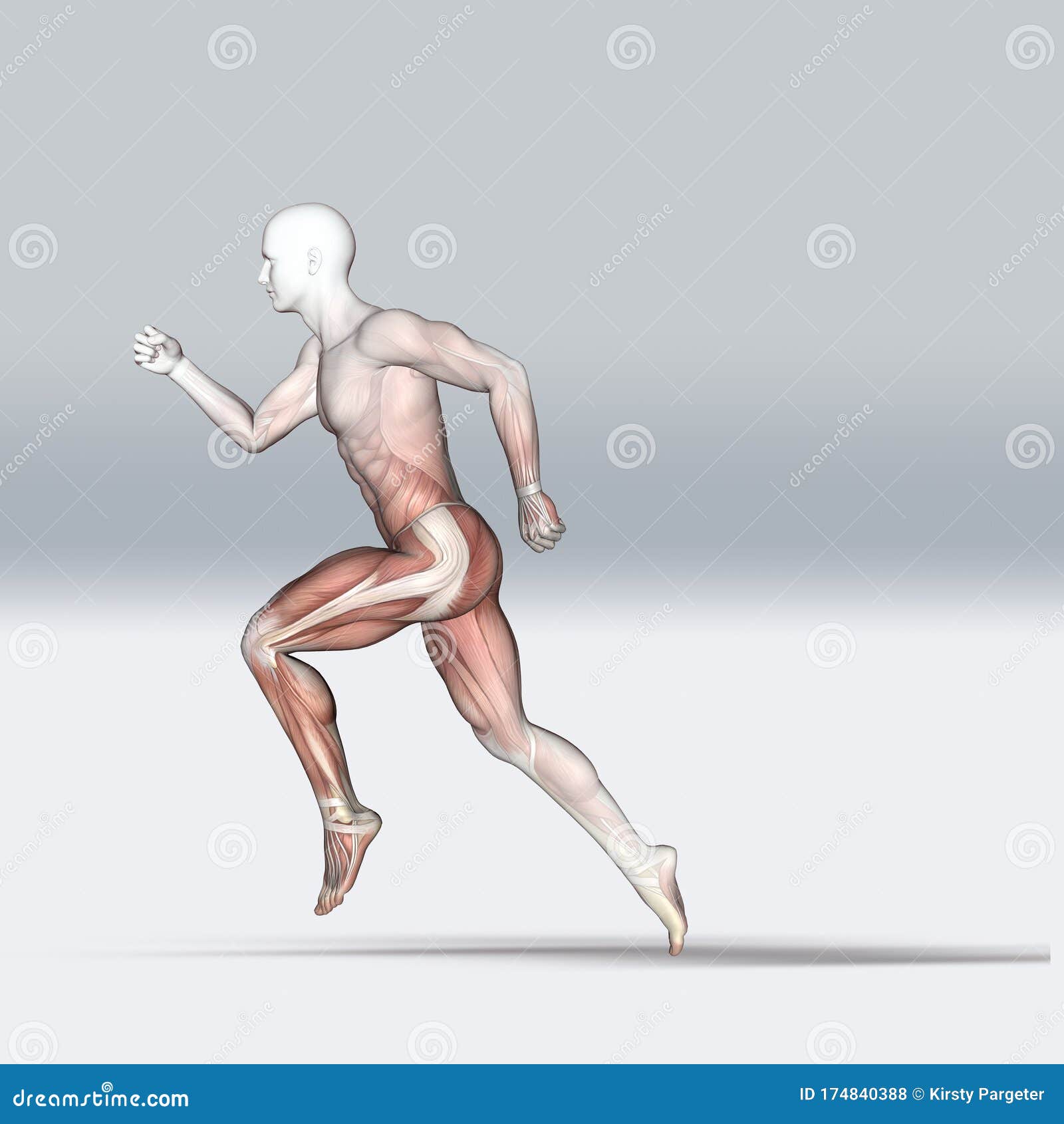 3D Medical Figure in Running Pose with Muscle Map Stock Illustration ... 3D Medical Figure in Running Pose with Muscle Map Stock Illustration ...