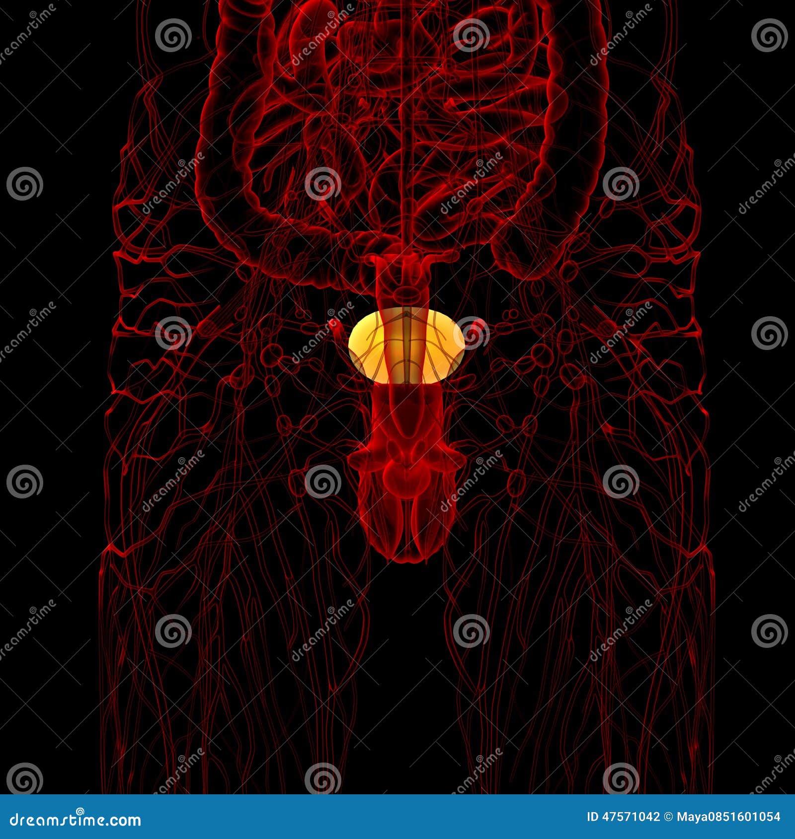 3d Render Medical Illustration of the Bladder Stock Illustration ...