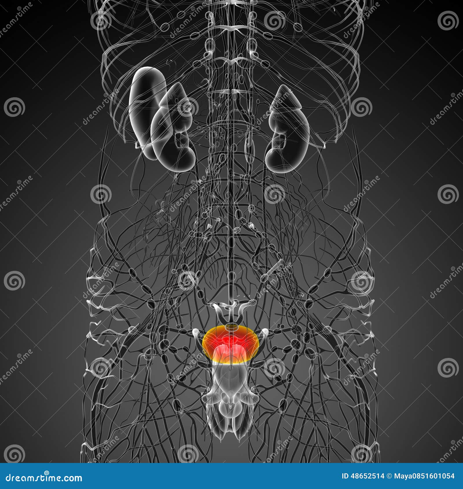 3d Render Medical Illustration of the Bladder Stock Illustration ...