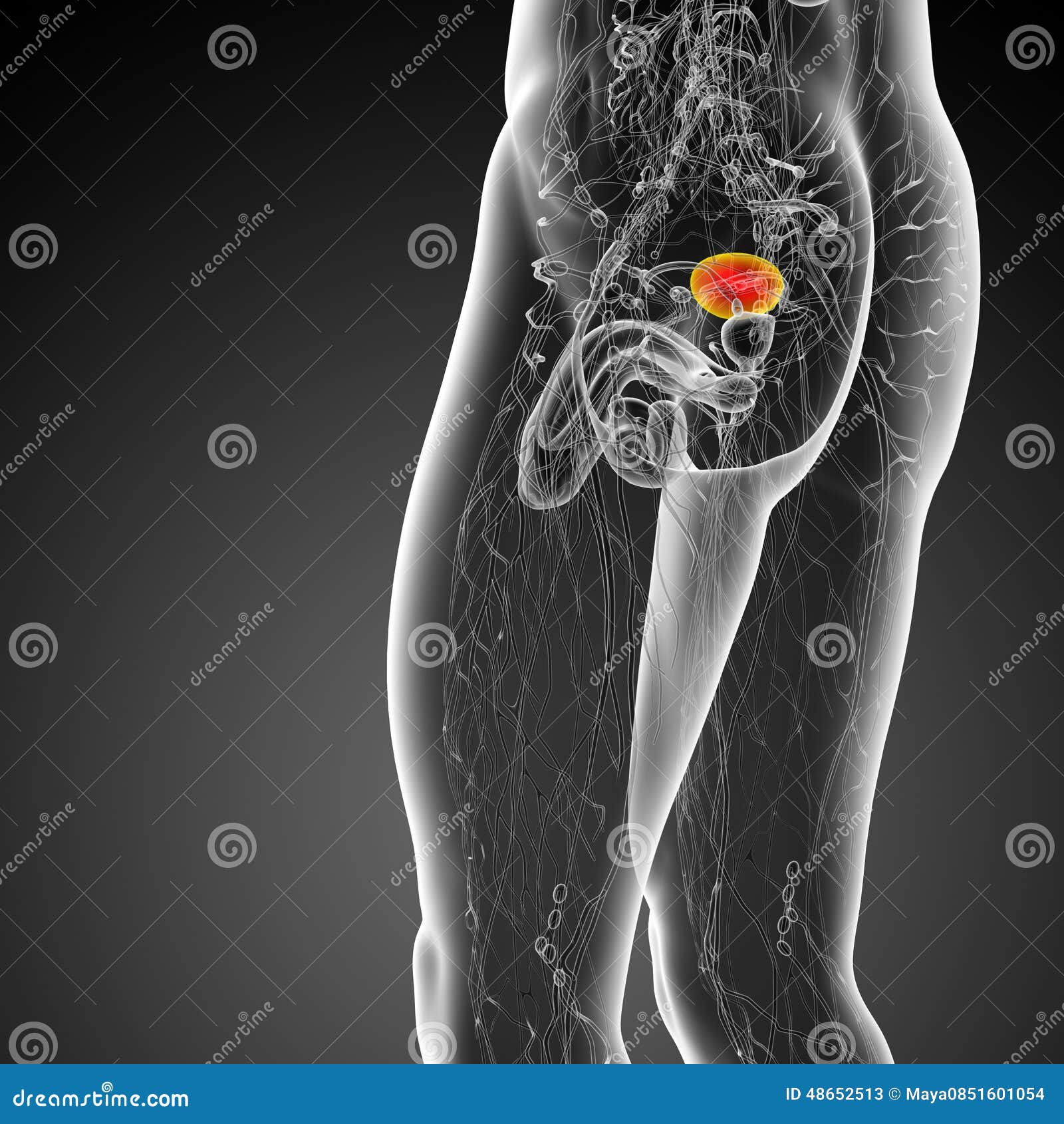 3d Render Medical Illustration of the Bladder Stock Illustration ...