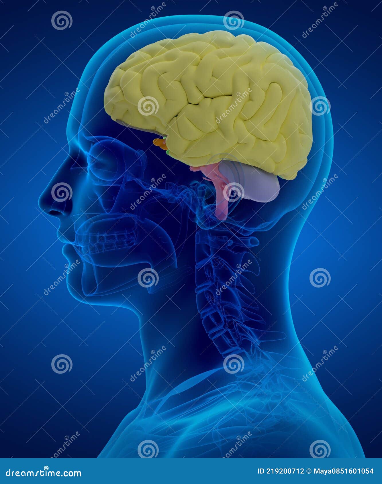 3d Render Medical Illustration of the Brain Stock Illustration ...