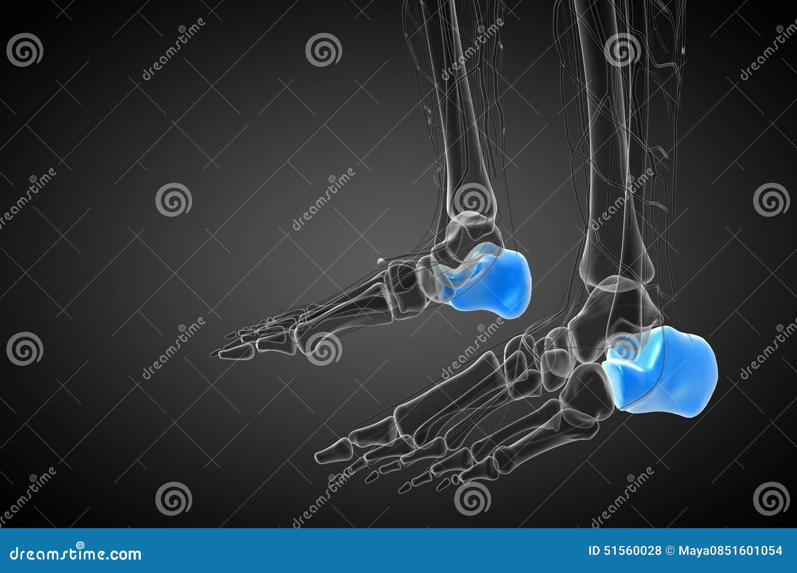 3d Render Medical Illustration of the Calcaneus Bone Stock Illustration ...