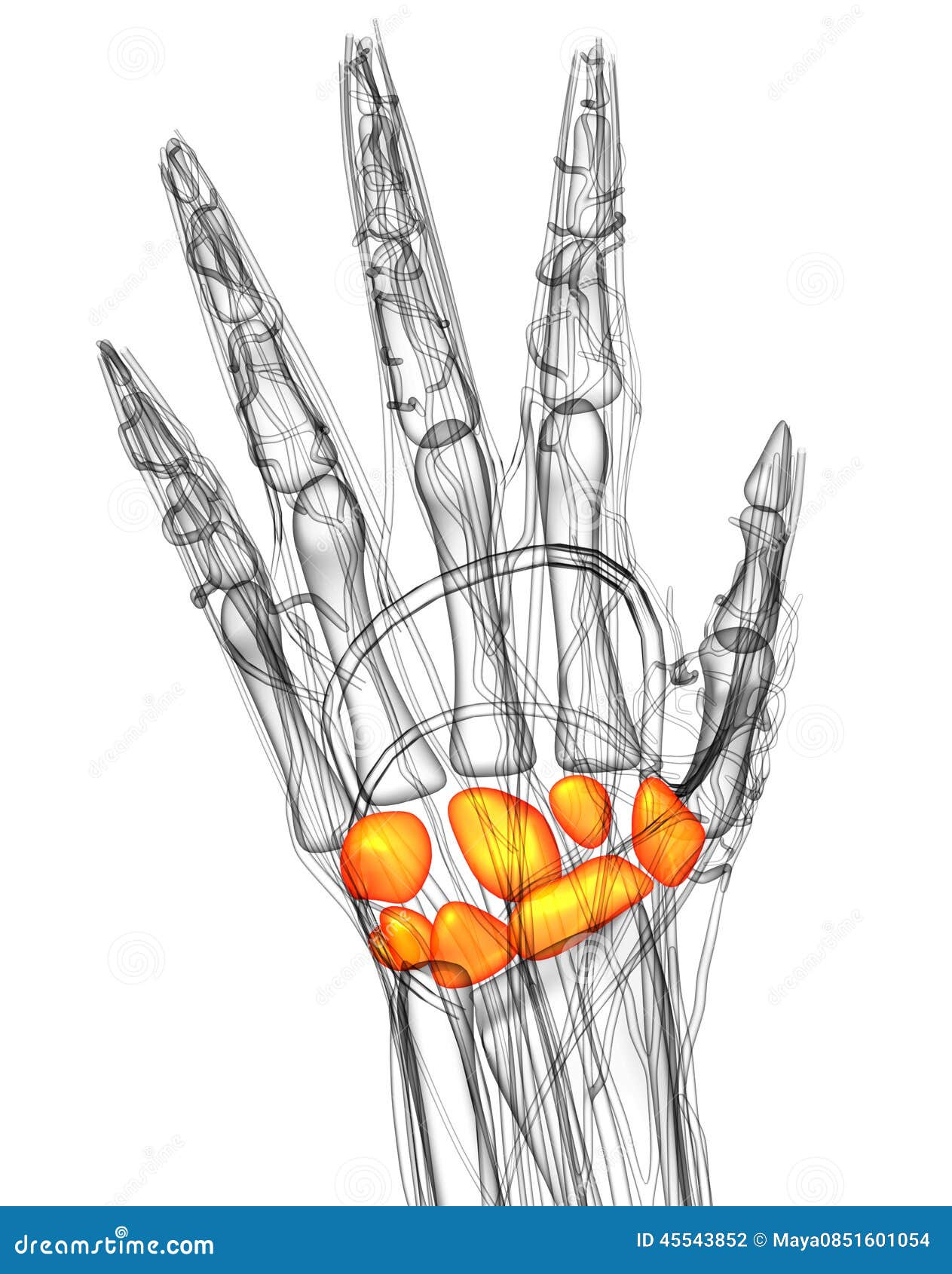 3d Render Medical Illustration Of The Carpal Bone | CartoonDealer.com ...