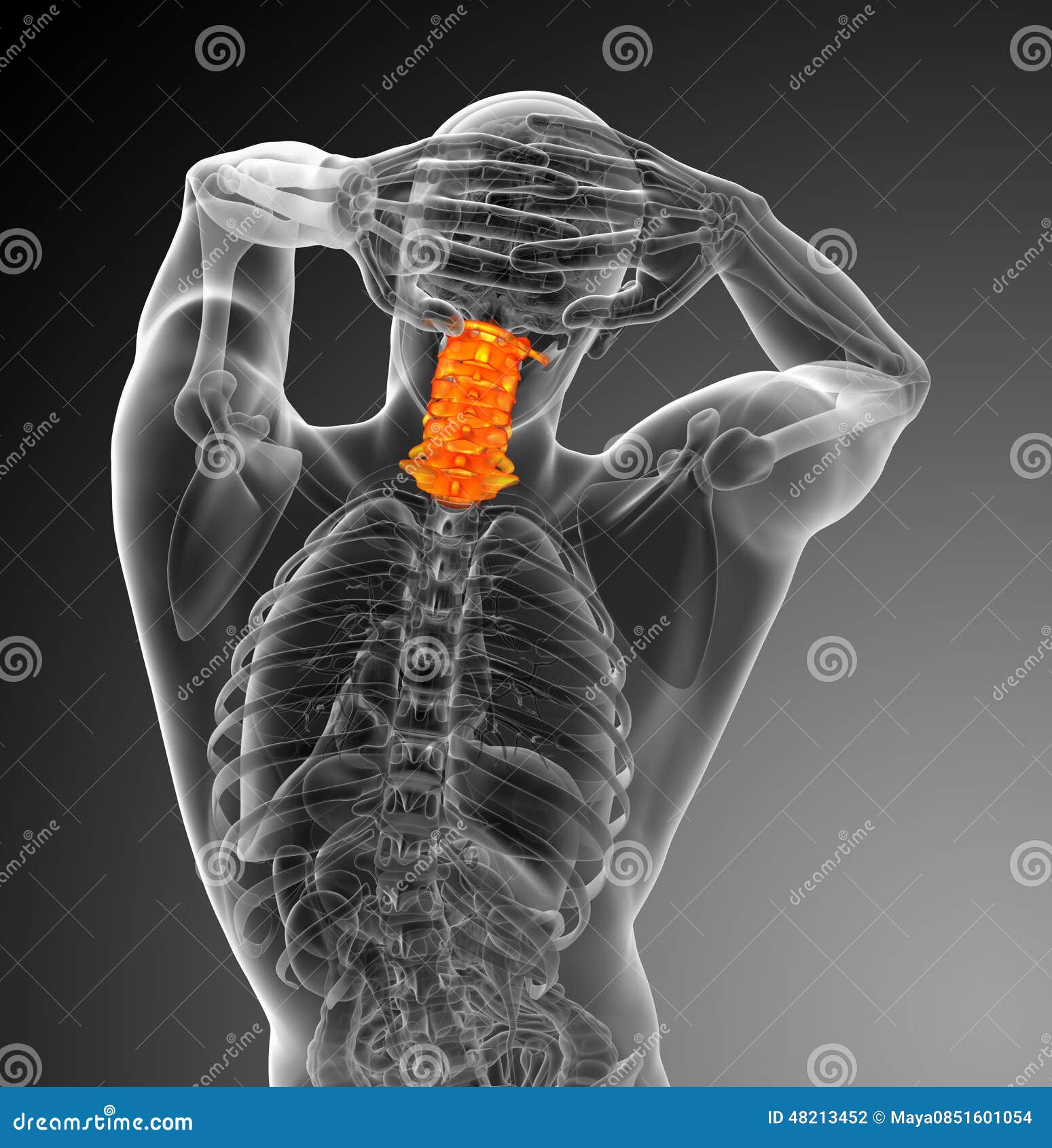 3d Render Medical Illustration of the Cervical Spine Stock Illustration ...