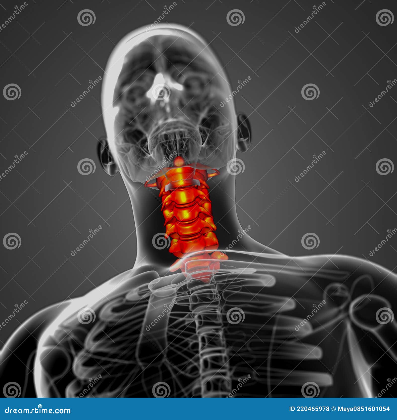 3d Render Medical Illustration of the Cervical Spine Stock Illustration ...