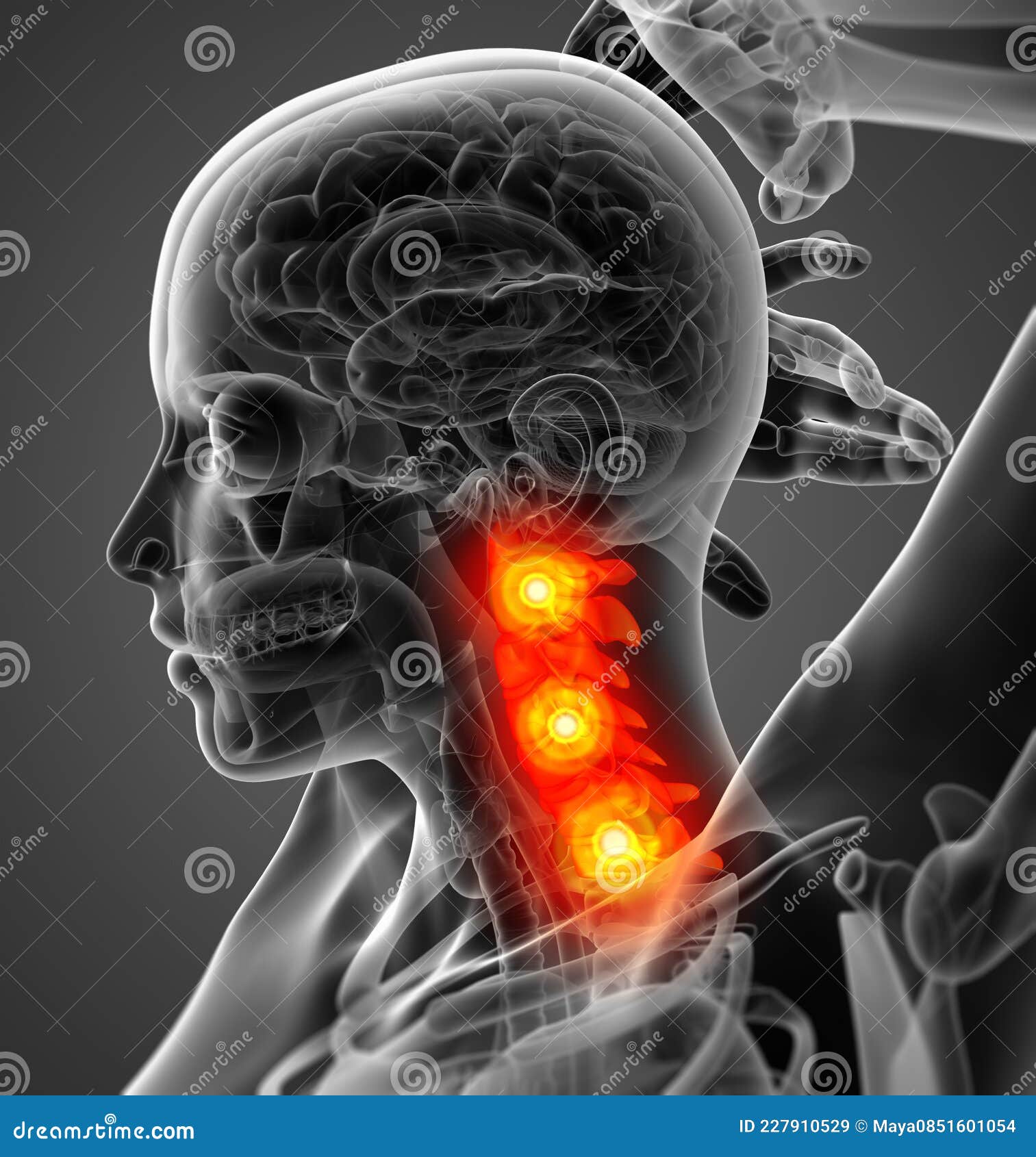 3d Render Medical Illustration of the Cervical Spine Stock Illustration ...