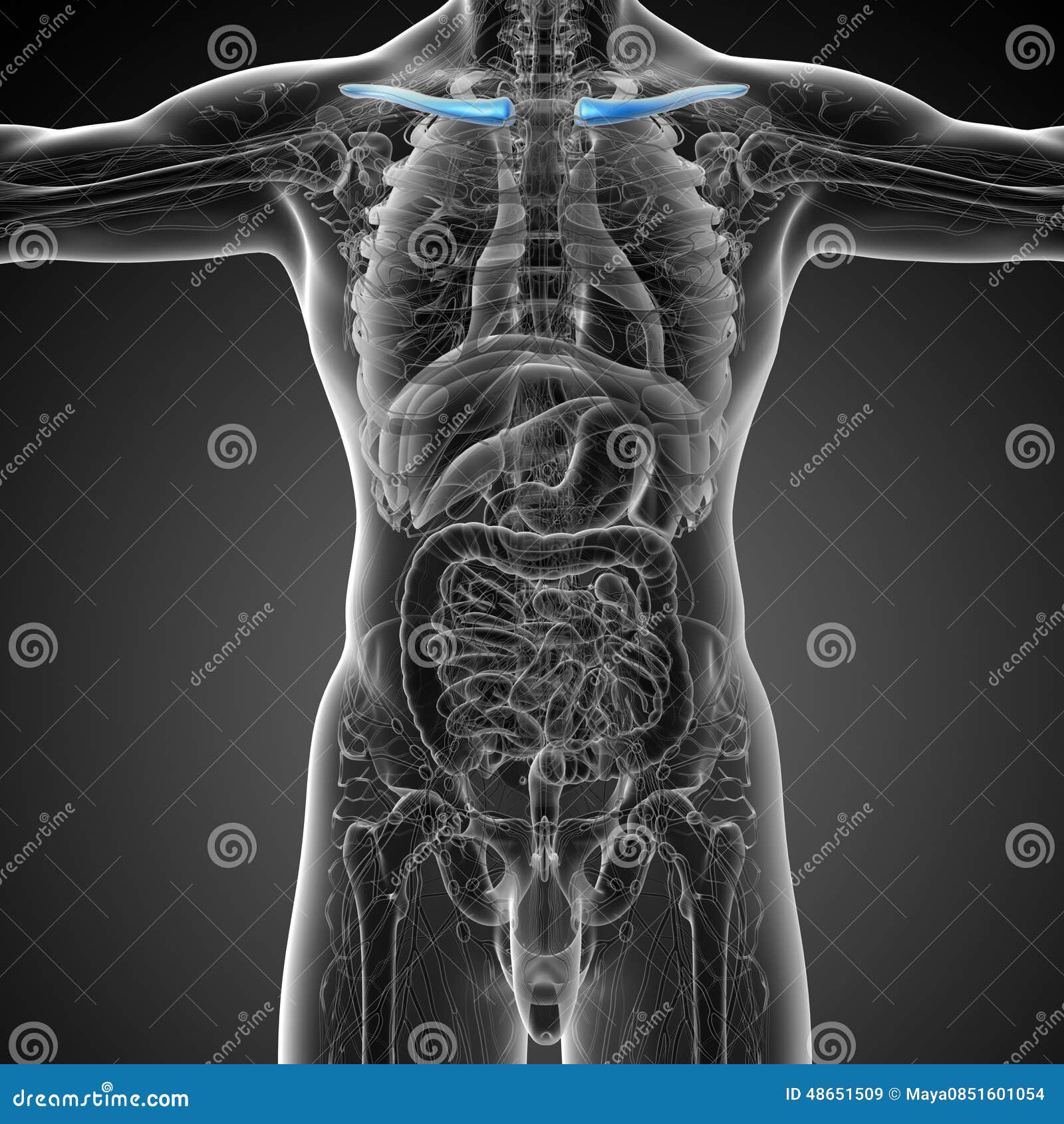 3d Render Medical Illustration Of The Clavicle Bone Royalty-Free ...