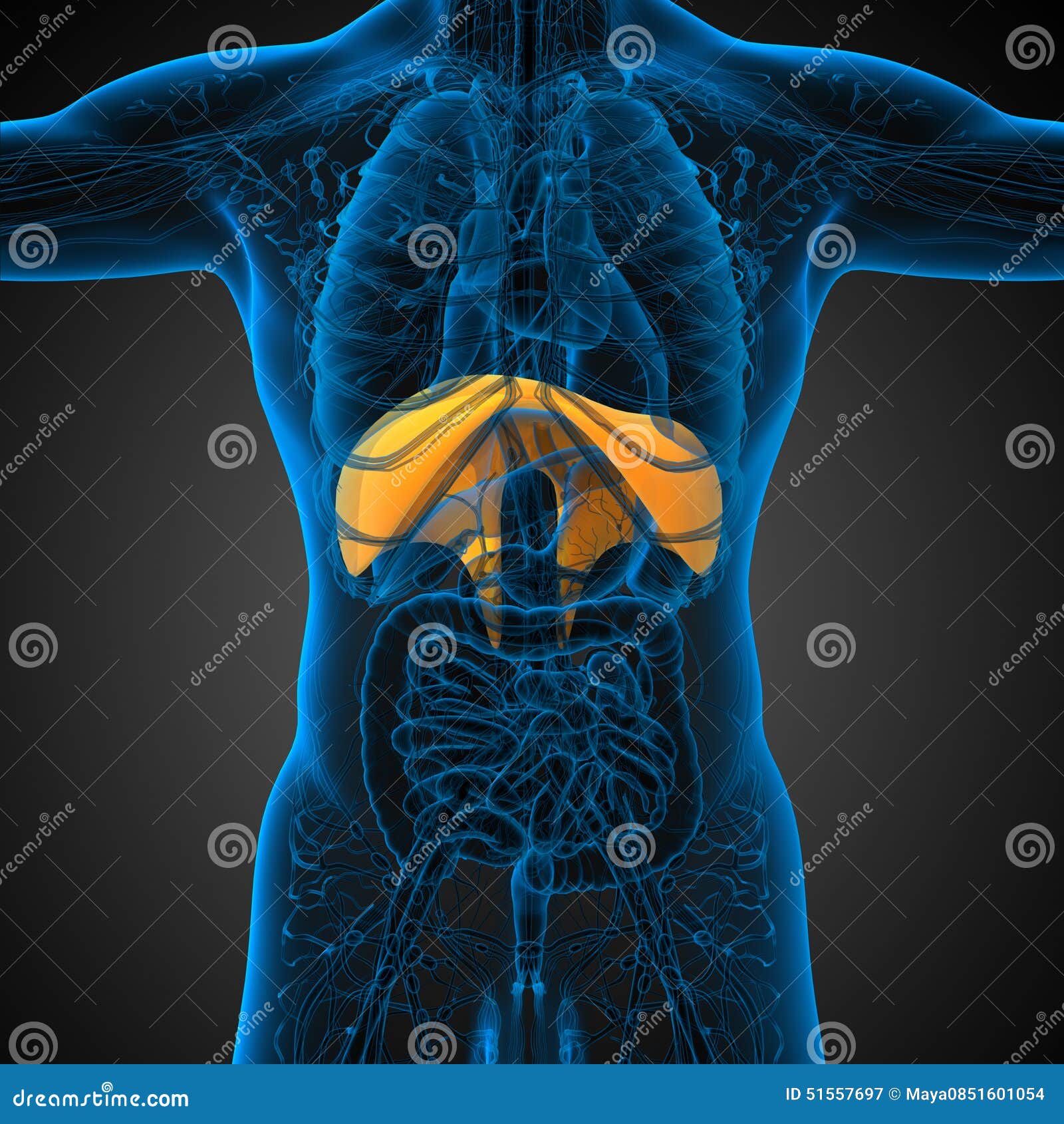 Diaphragm Front Stock Illustrations – 132 Diaphragm Front Stock ...