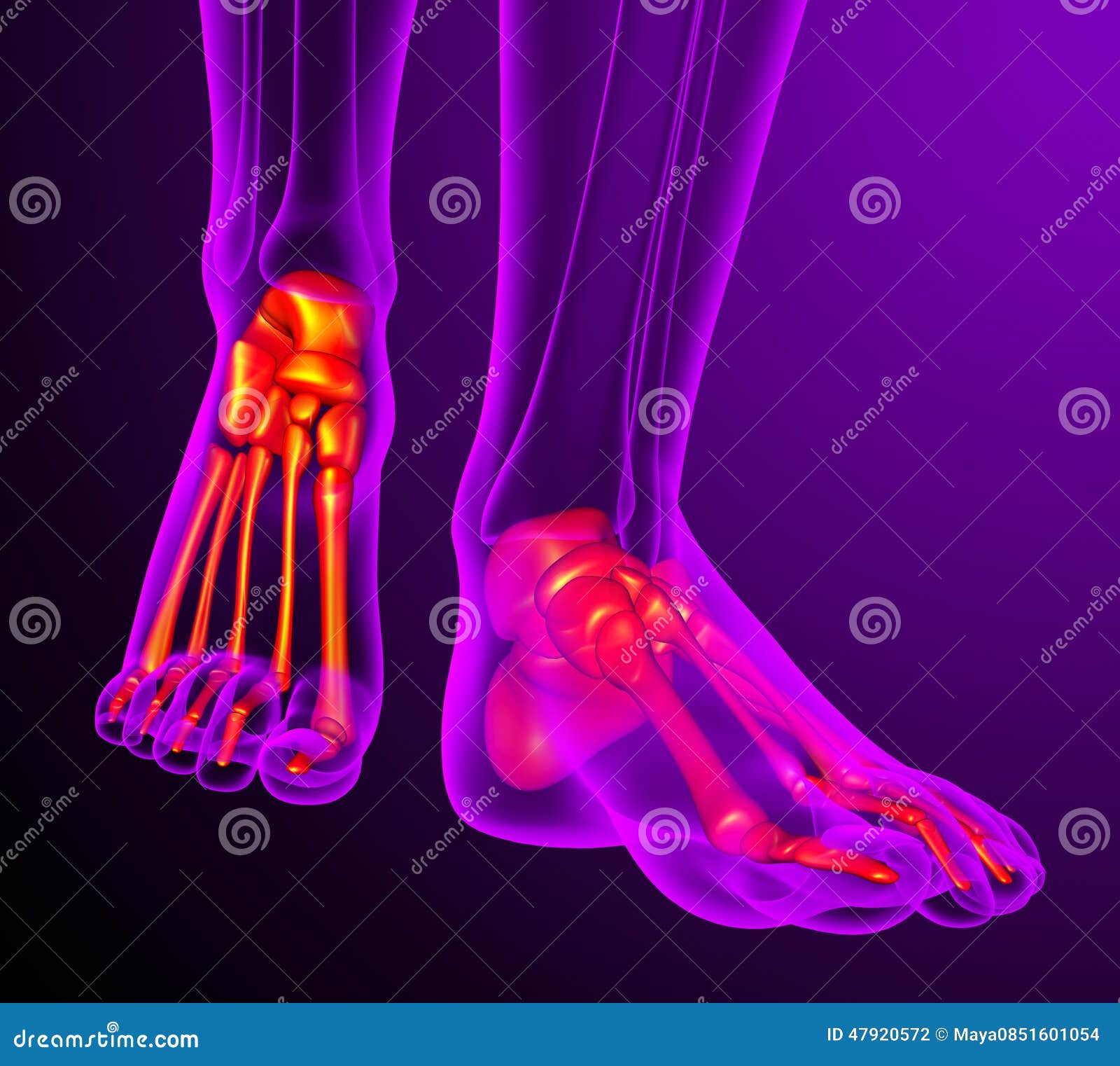 3d Render Medical Illustration of the Feet Bone Stock Illustration ...