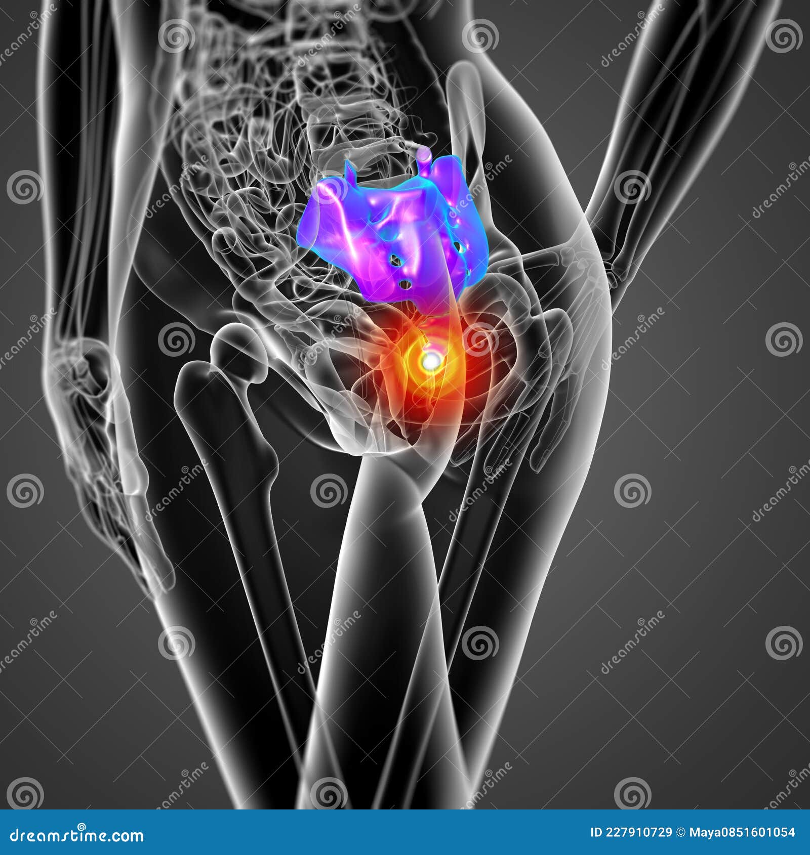 3d Render Medical Illustration of the Female Sacrum Bone Stock ...