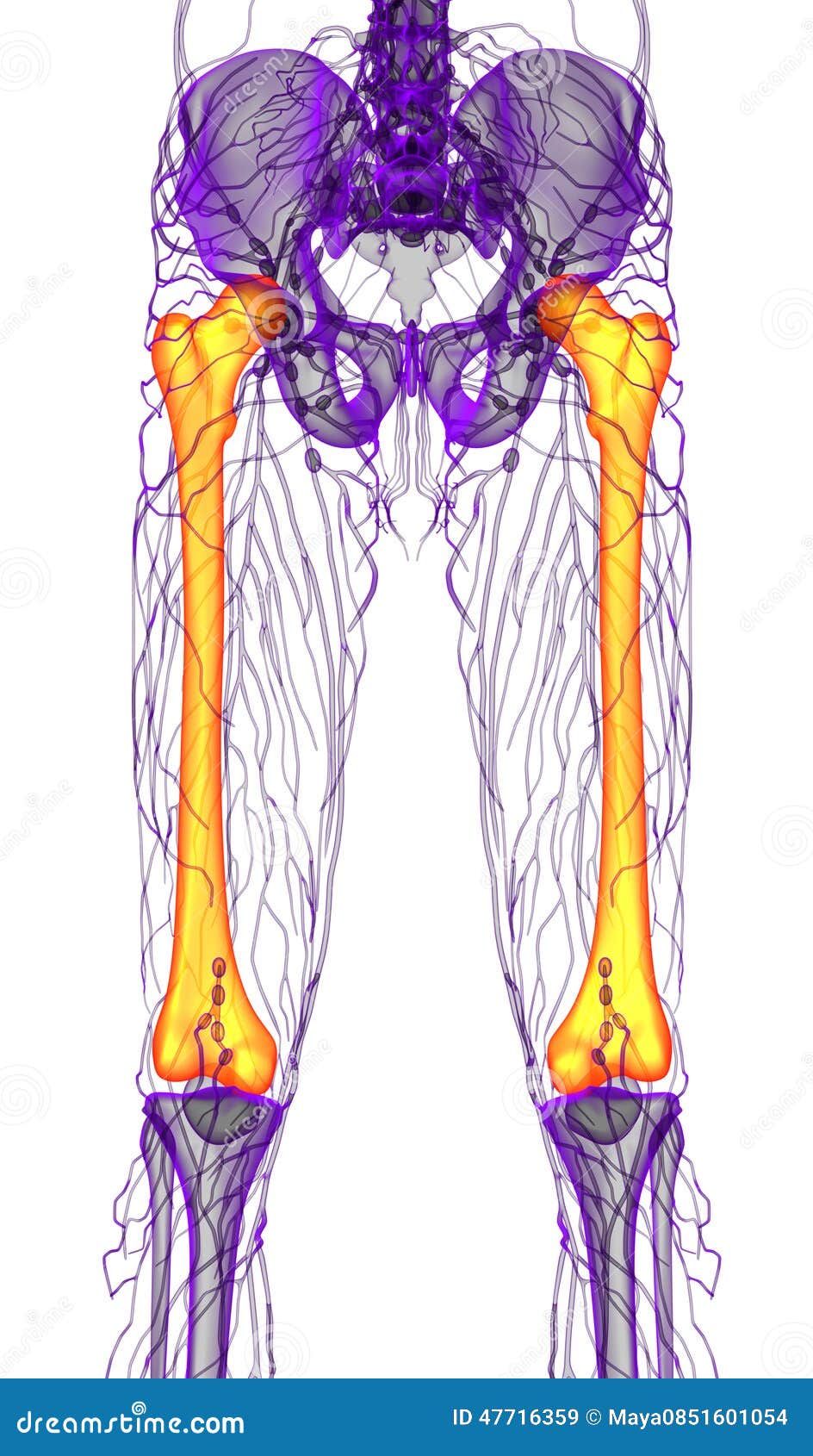 3d Render Medical Illustration of the Femur Bone Stock Illustration ...