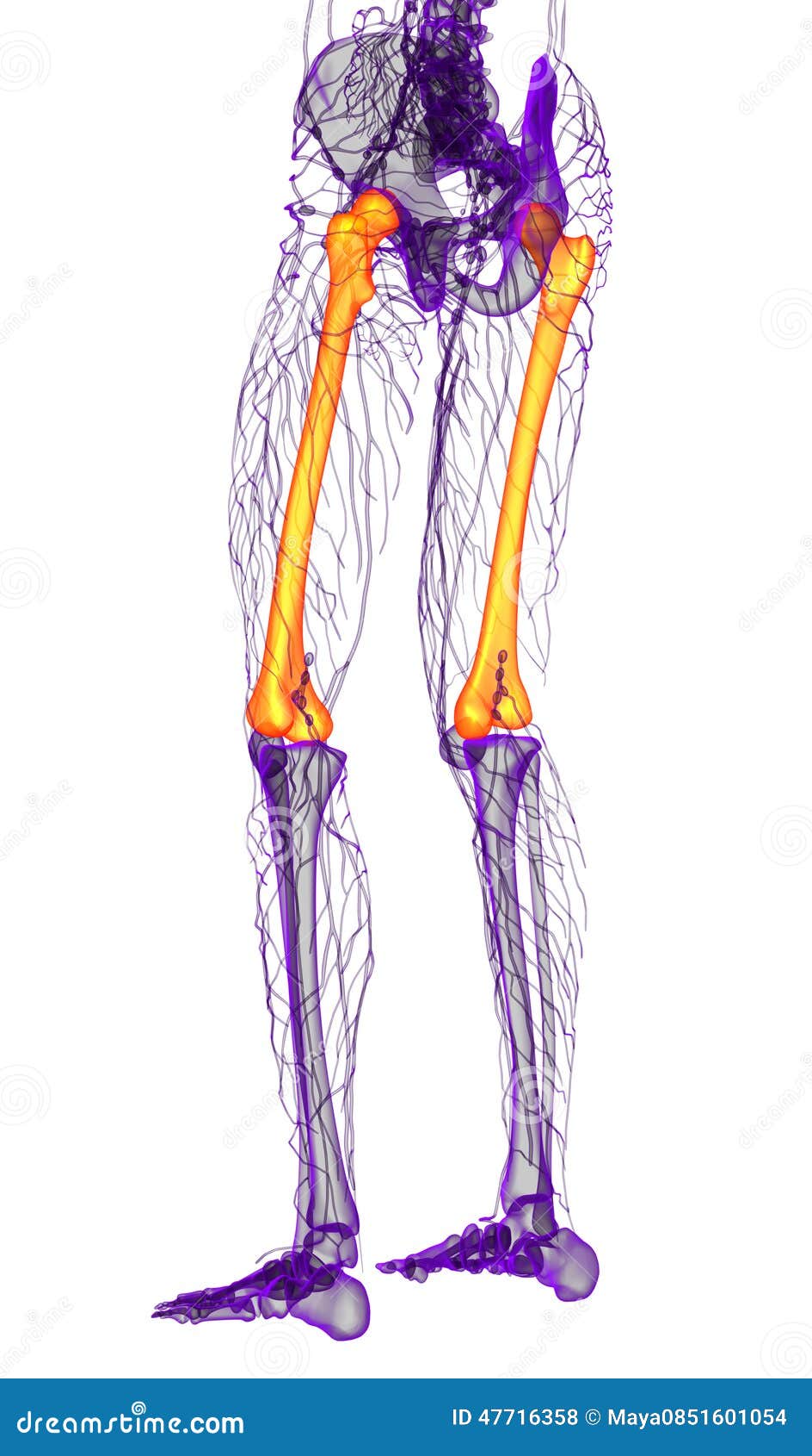 3d Render Medical Illustration of the Femur Bone Stock Illustration ...