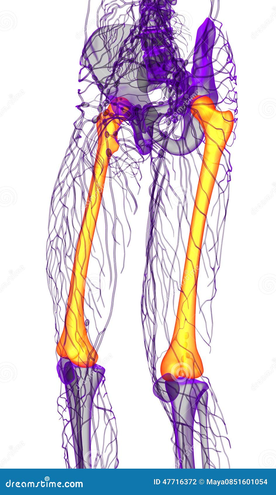 3d Render Medical Illustration of the Femur Bone Stock Illustration ...