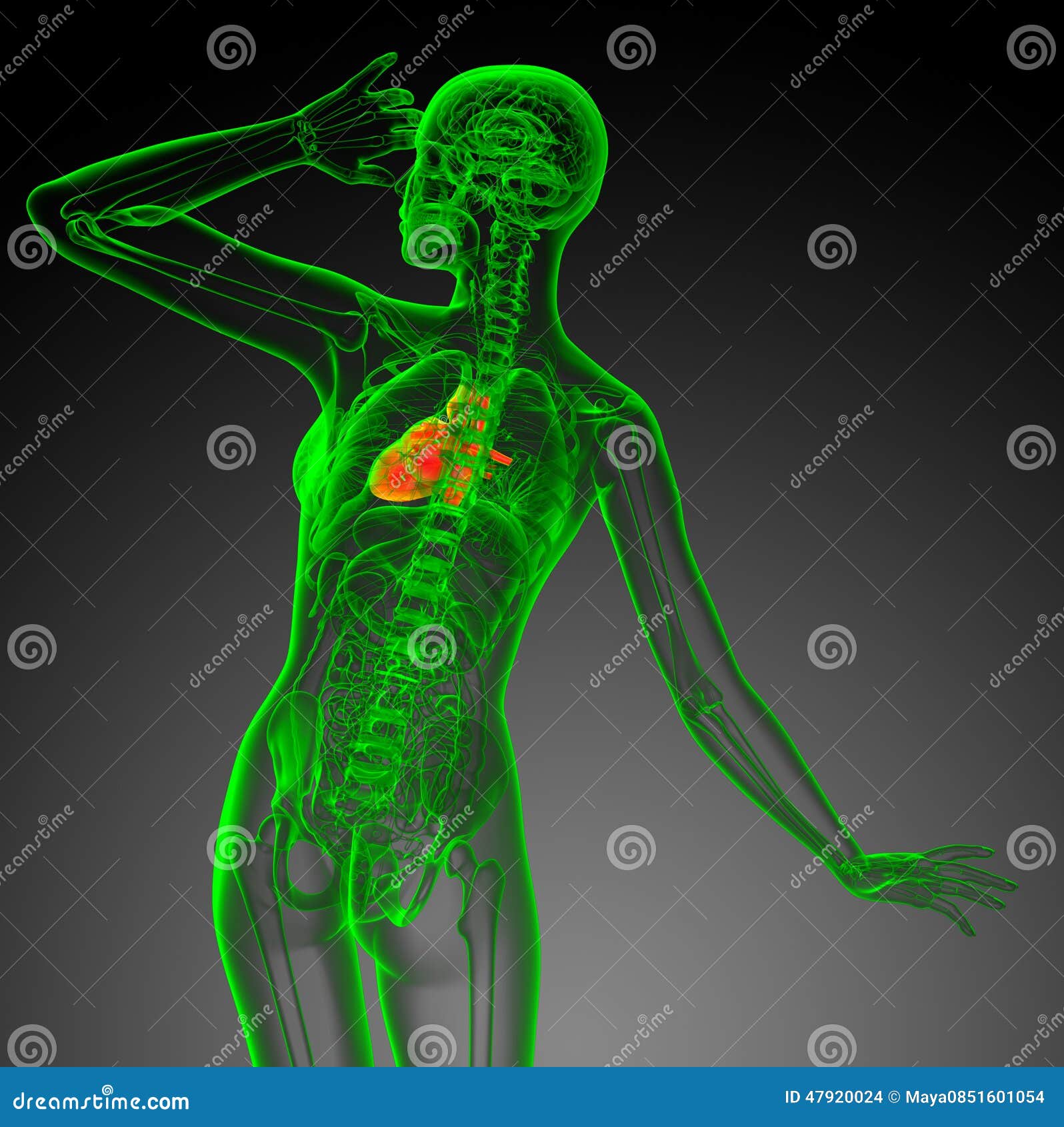 3d Render Medical Illustration of the Heart Stock Illustration ...