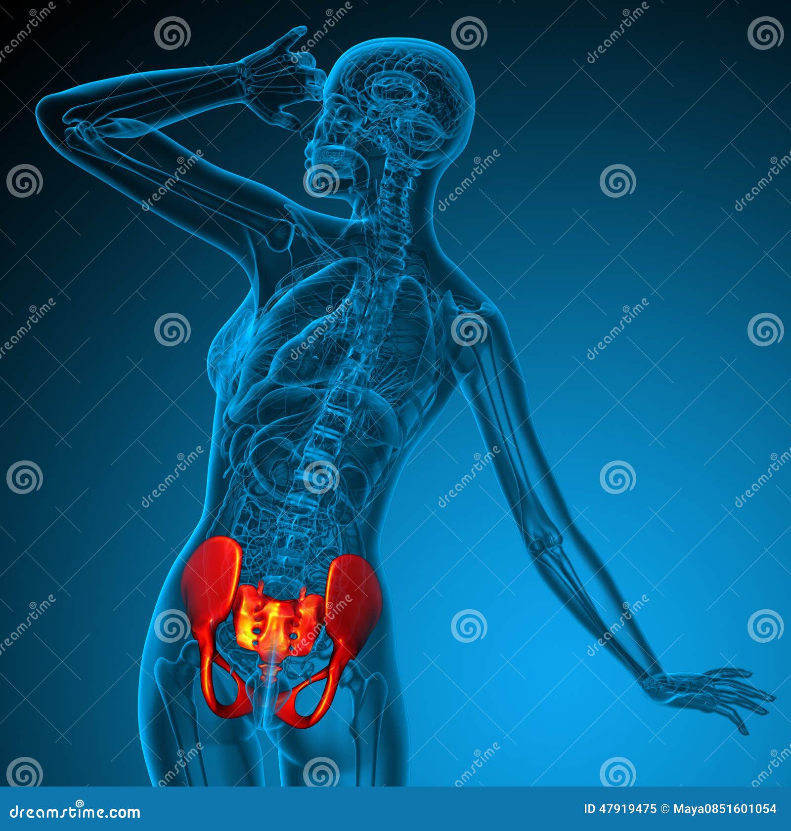3d Render Medical Illustration of the Hip Stock Illustration ...