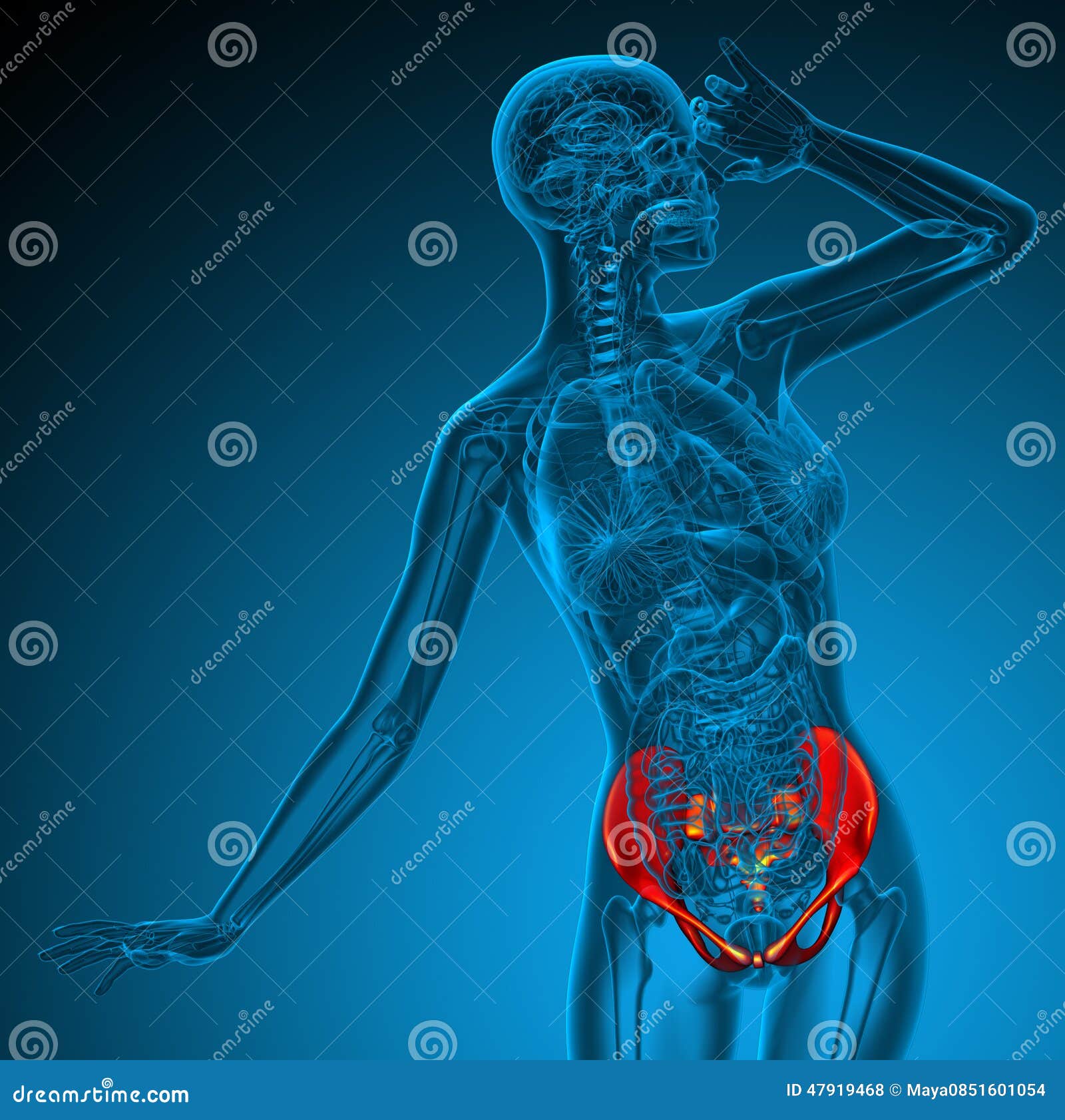 3d Render Medical Illustration of the Hip Stock Illustration ...