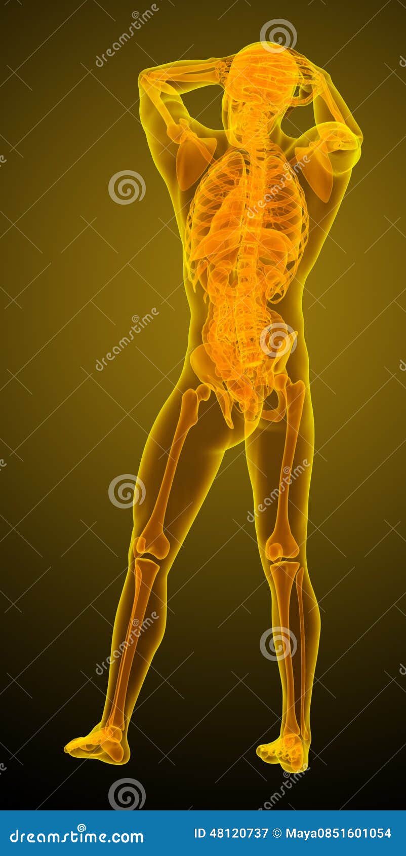 3d Render Medical Illustration of the Human Anatomy Stock Illustration ...