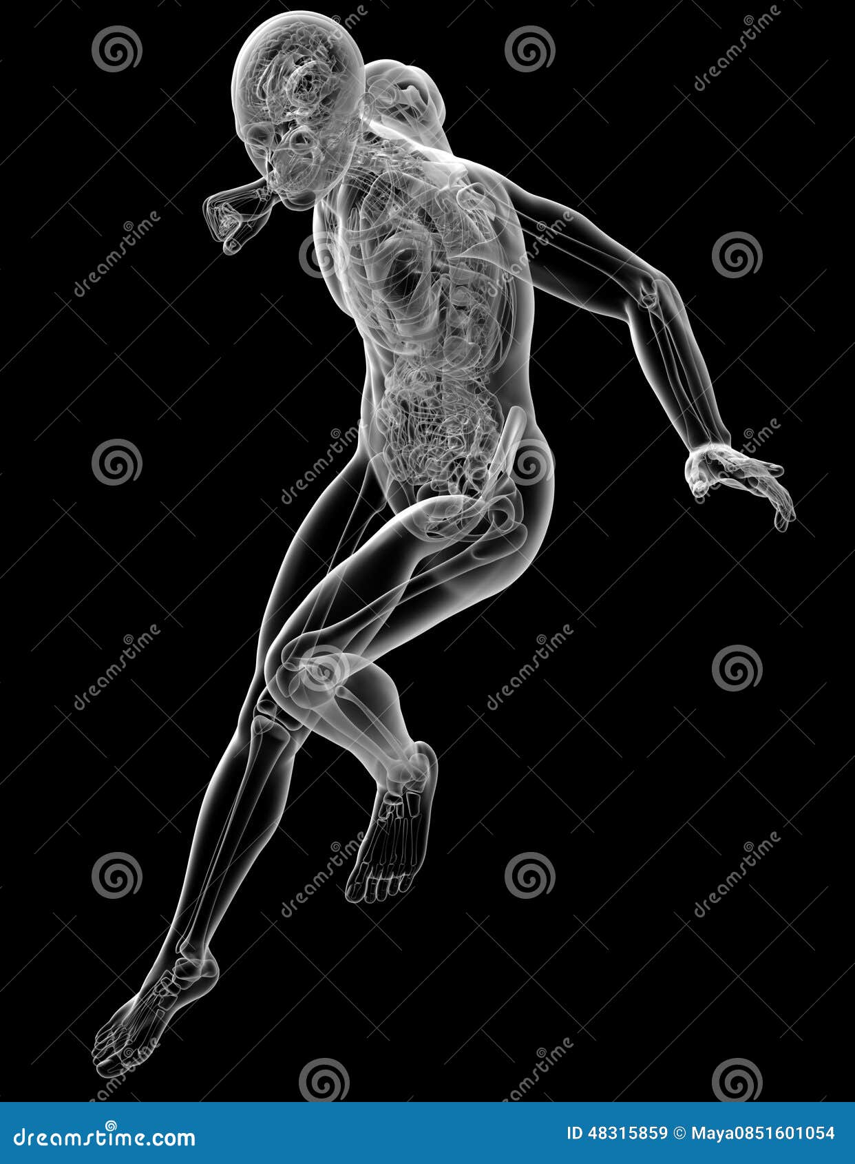3d Render Medical Illustration of the Human Anatomy Stock Illustration ...