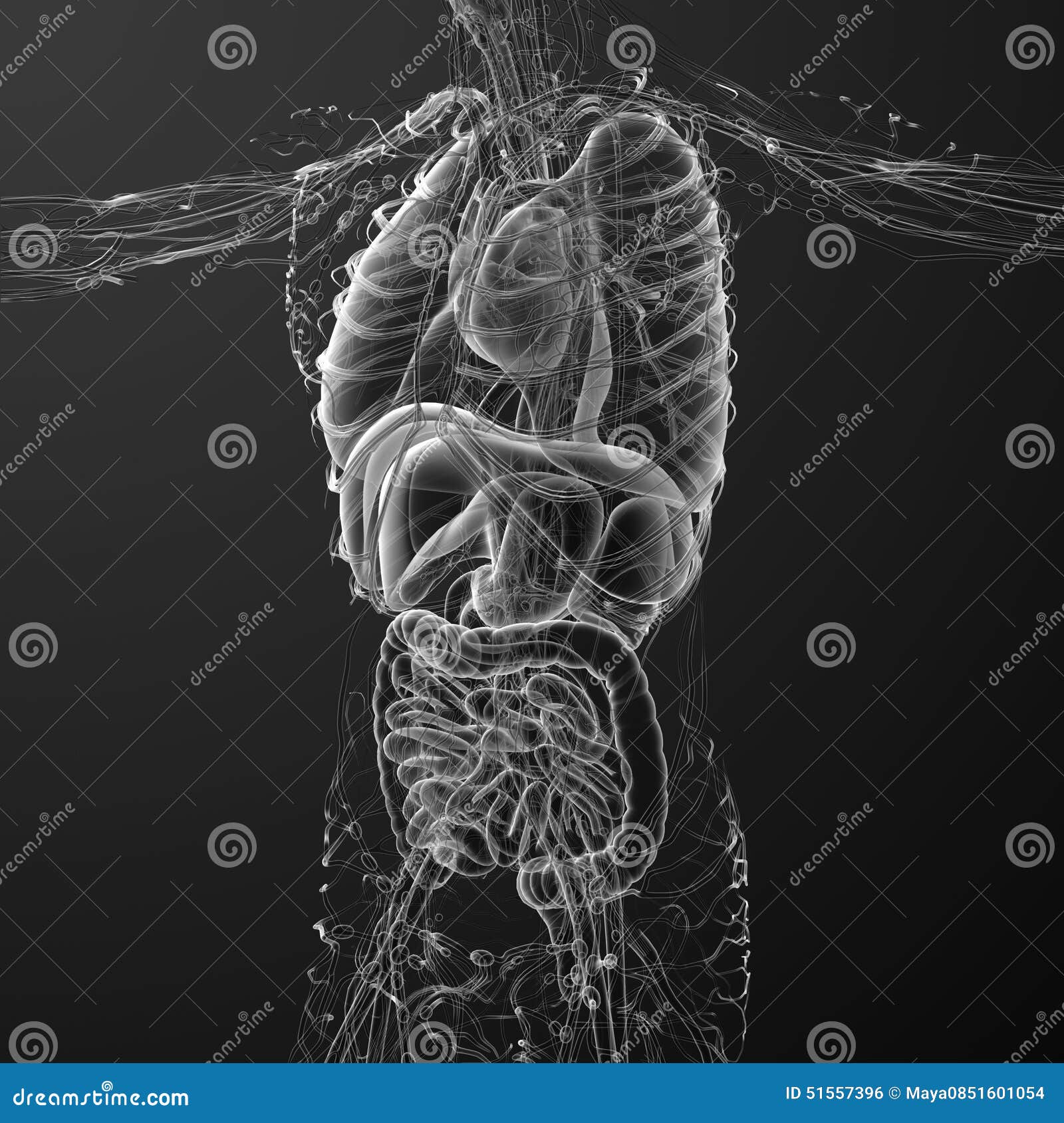 3d Render Medical Illustration of the Human Body Stock Illustration ...
