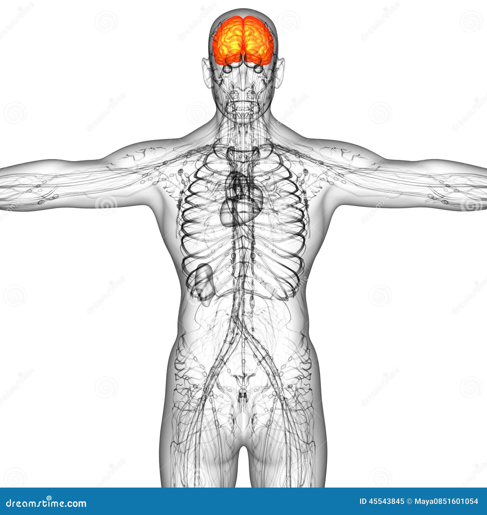 3d Render Medical Illustration of the Human Brain Stock Illustration ...