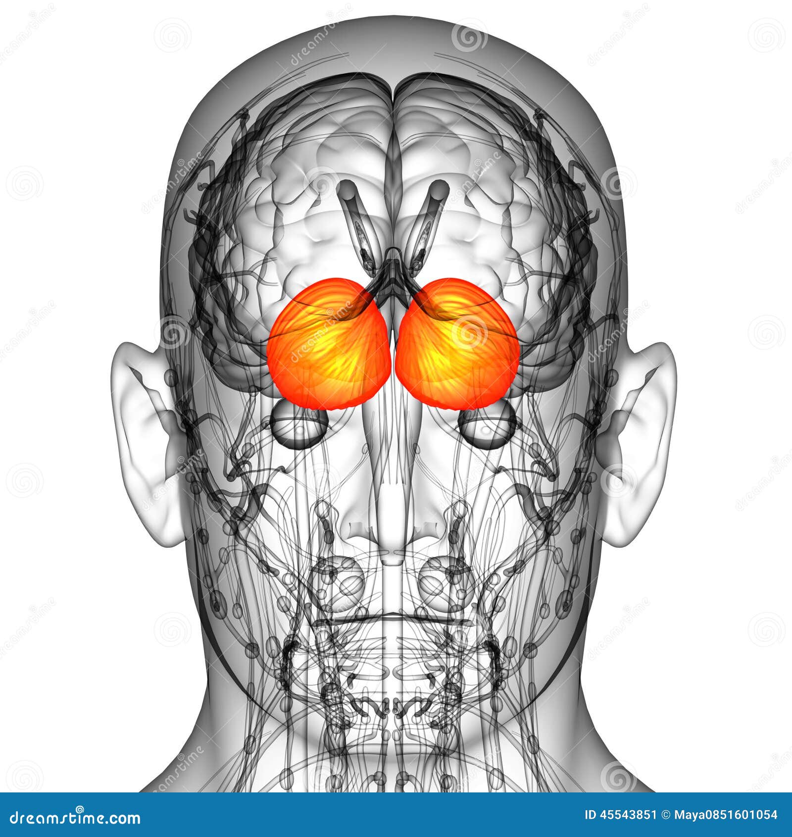 3d Render Medical Illustration of the Human Brain Cerebrum Stock ...