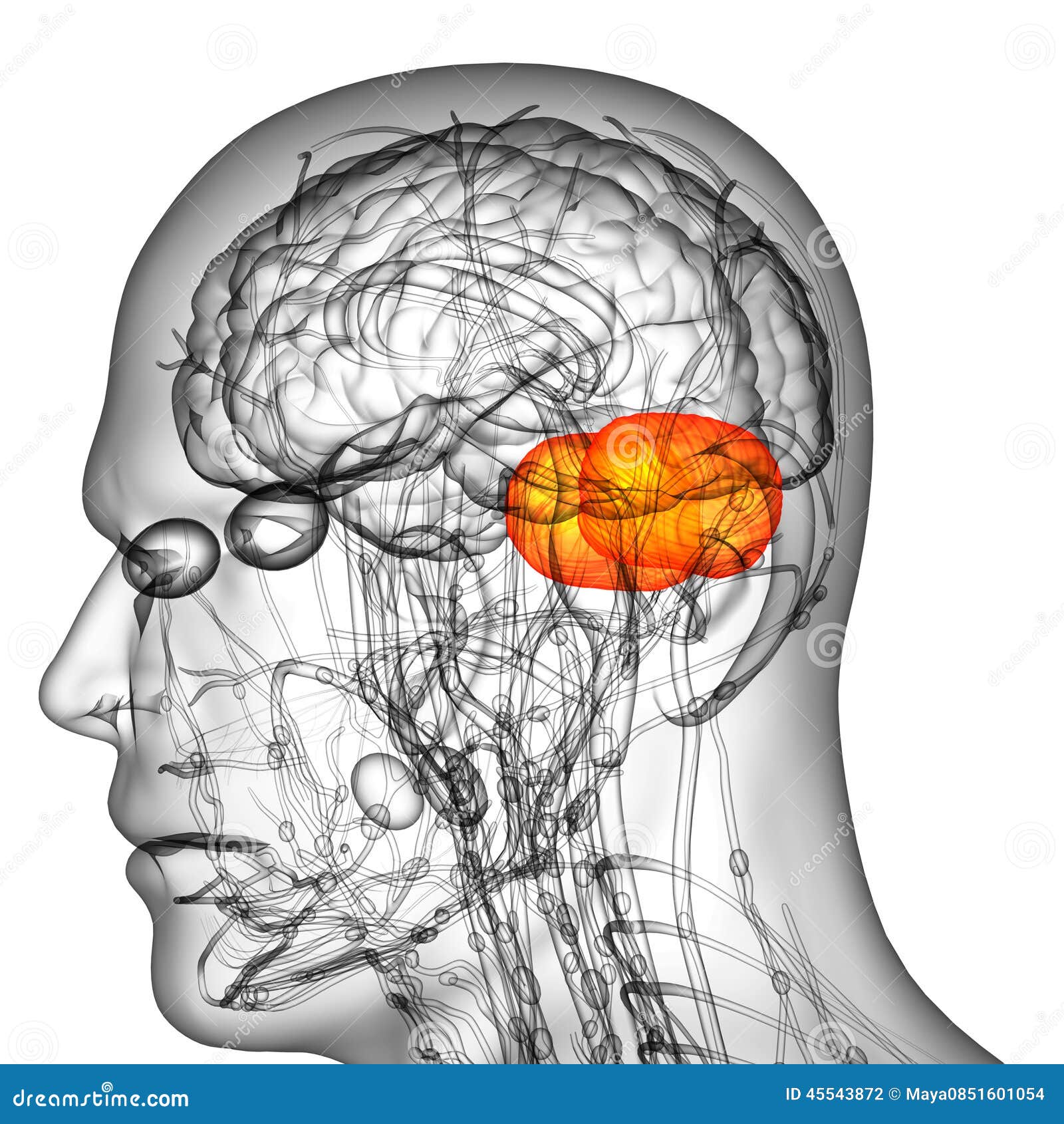 3d Render Medical Illustration of the Human Brain Cerebrum Stock ...