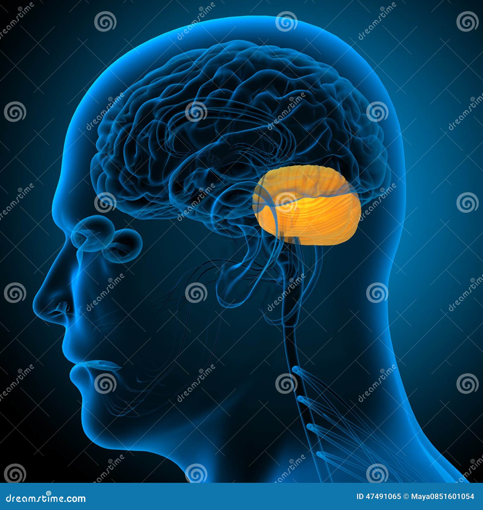 Cerebrum Cartoons, Illustrations & Vector Stock Images - 7924 Pictures ...