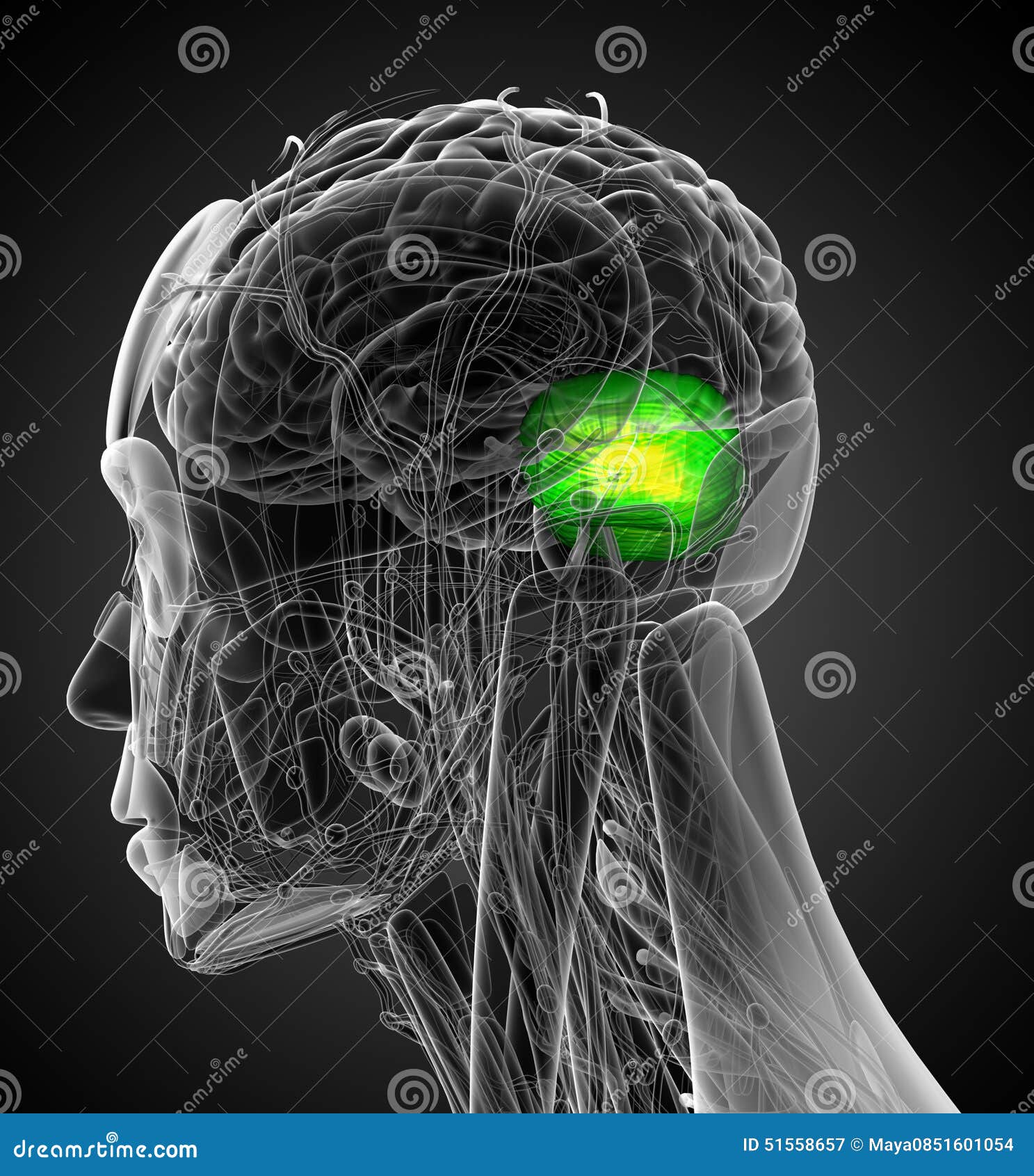 3d Render Medical Illustration of the Human Brain Cerebrum Stock ...