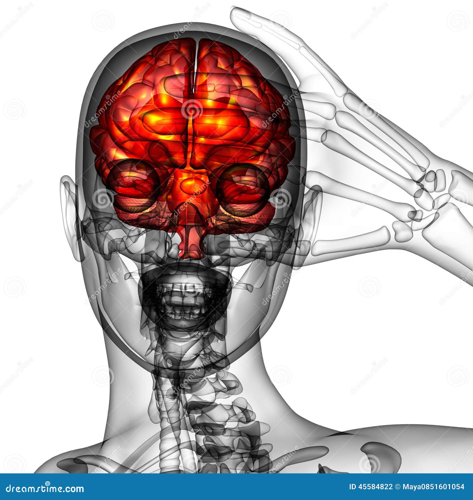 3d Render Medical Illustration of the Human Brain Stock Illustration ...