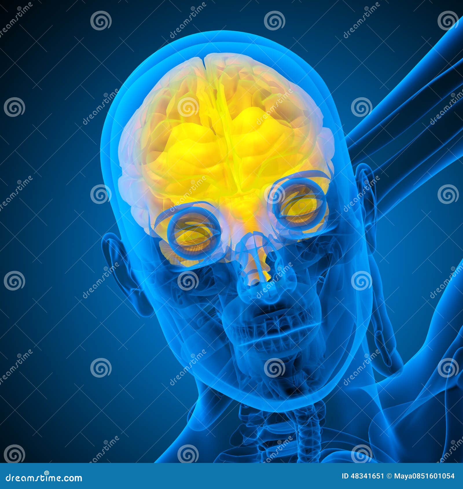 3d Render Medical Illustration of the Human Brain Stock Illustration ...