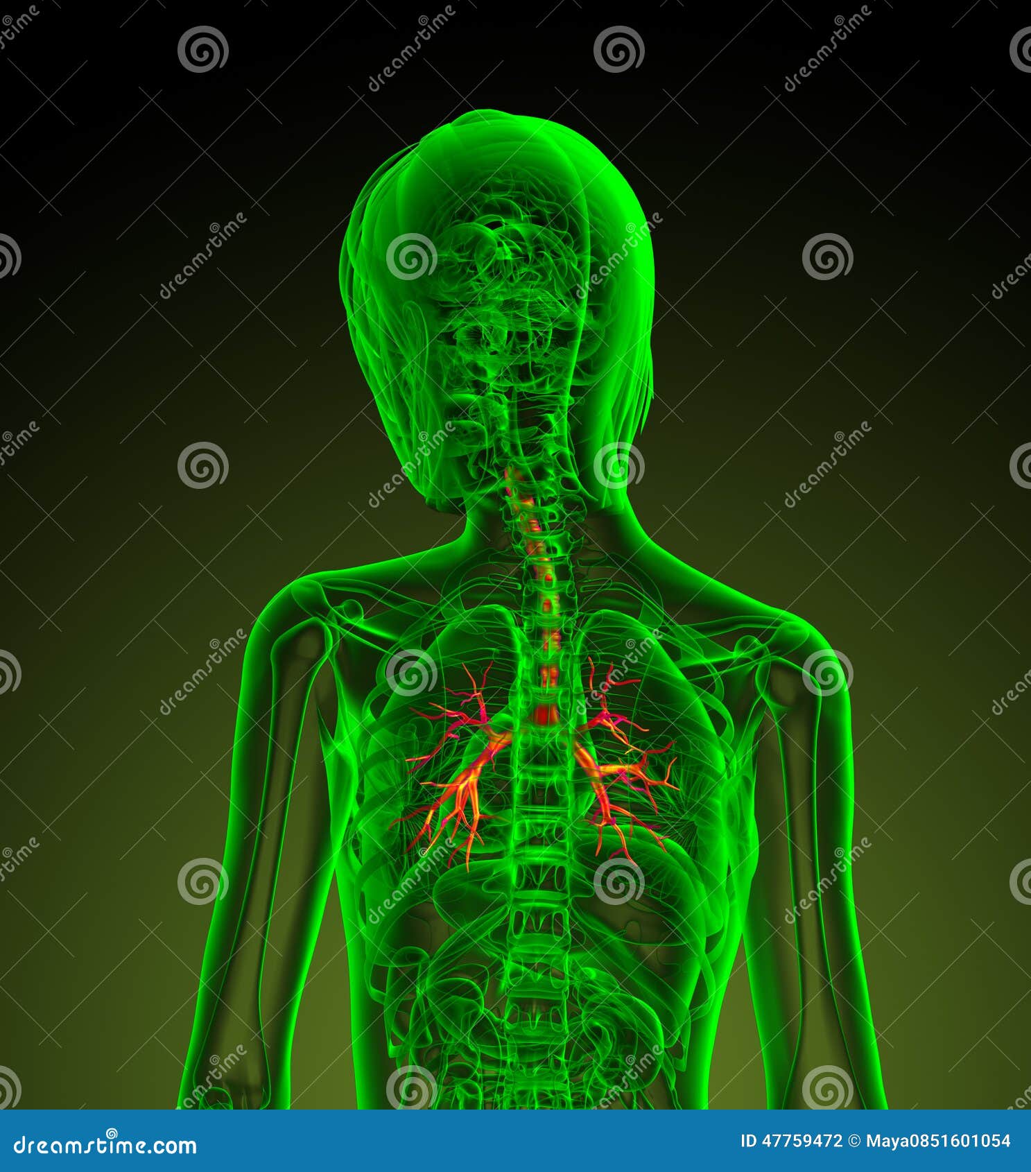 3d Render Medical Illustration of the Human Bronchi Stock Illustration ...