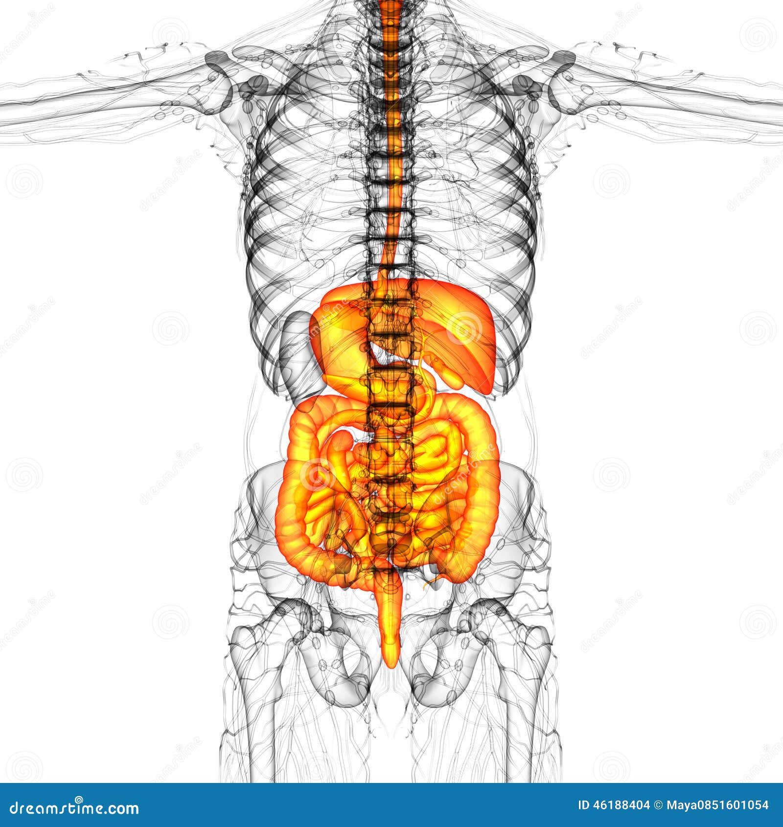 3d Render Medical Illustration of the Human Digestive System Stock ...