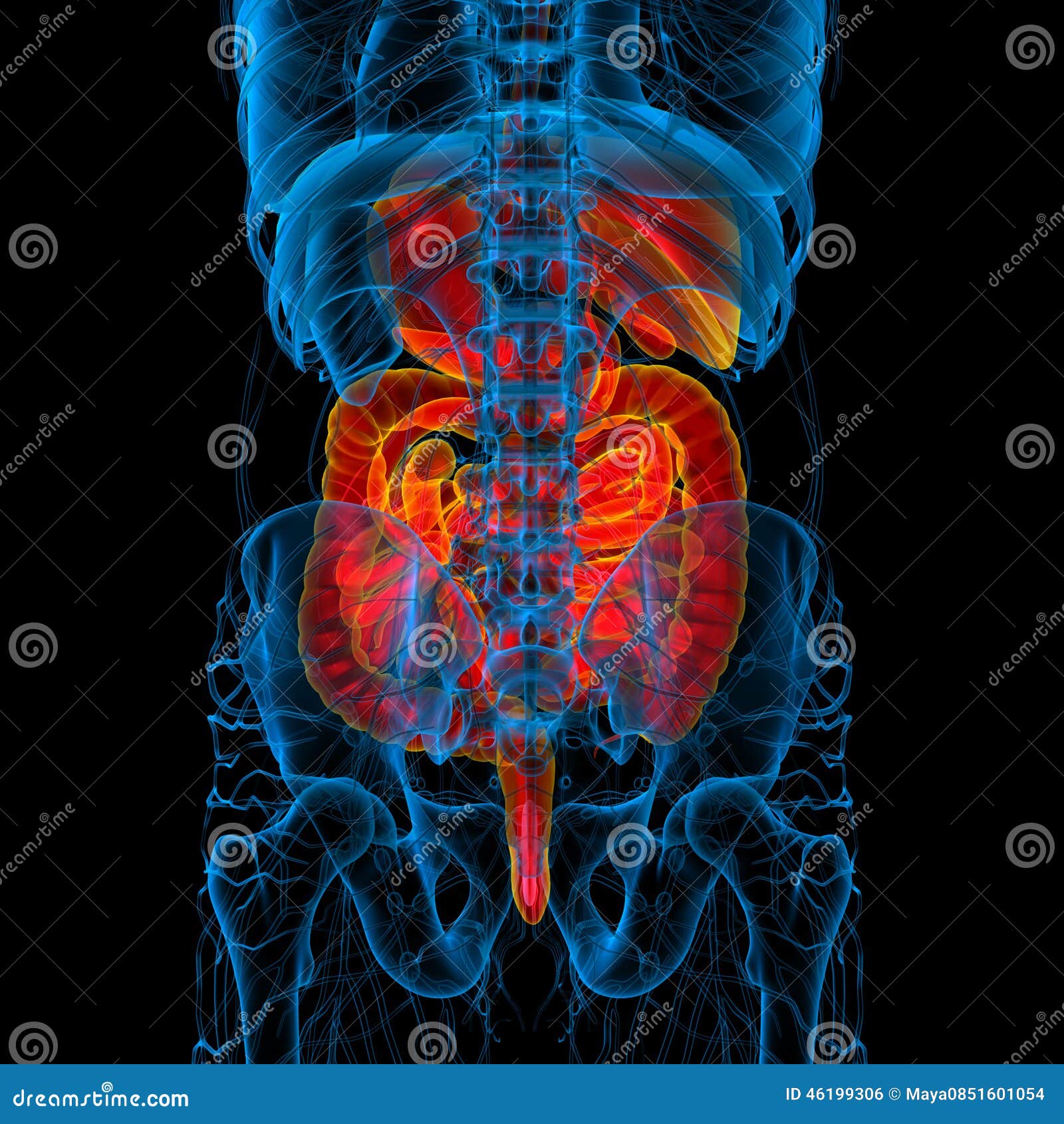 3d Render Medical Illustration of the Human Digestive System Stock ...