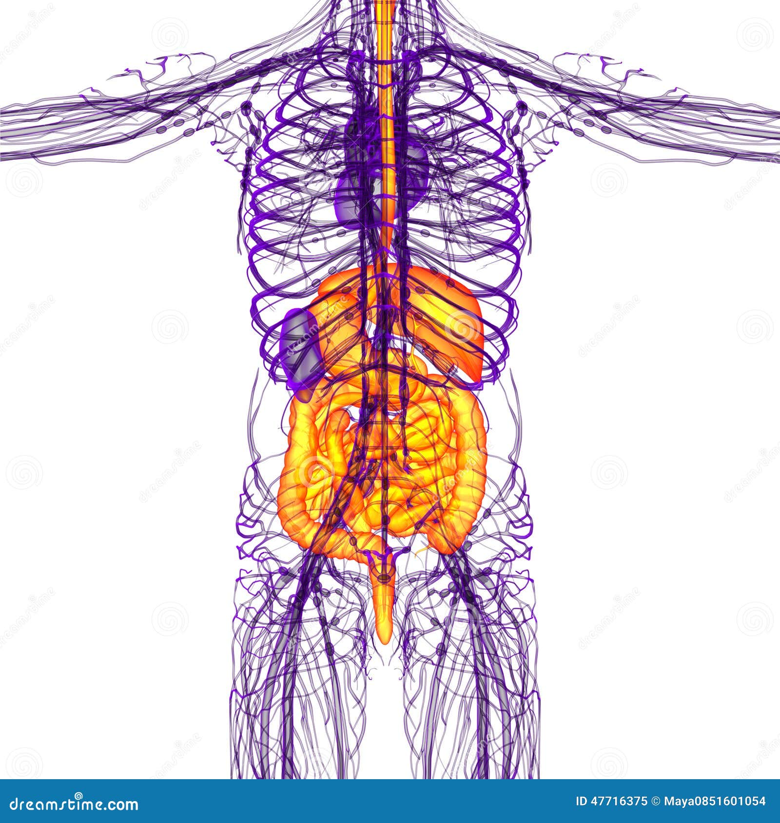3d Render Medical Illustration of the Human Digestive System Stock ...